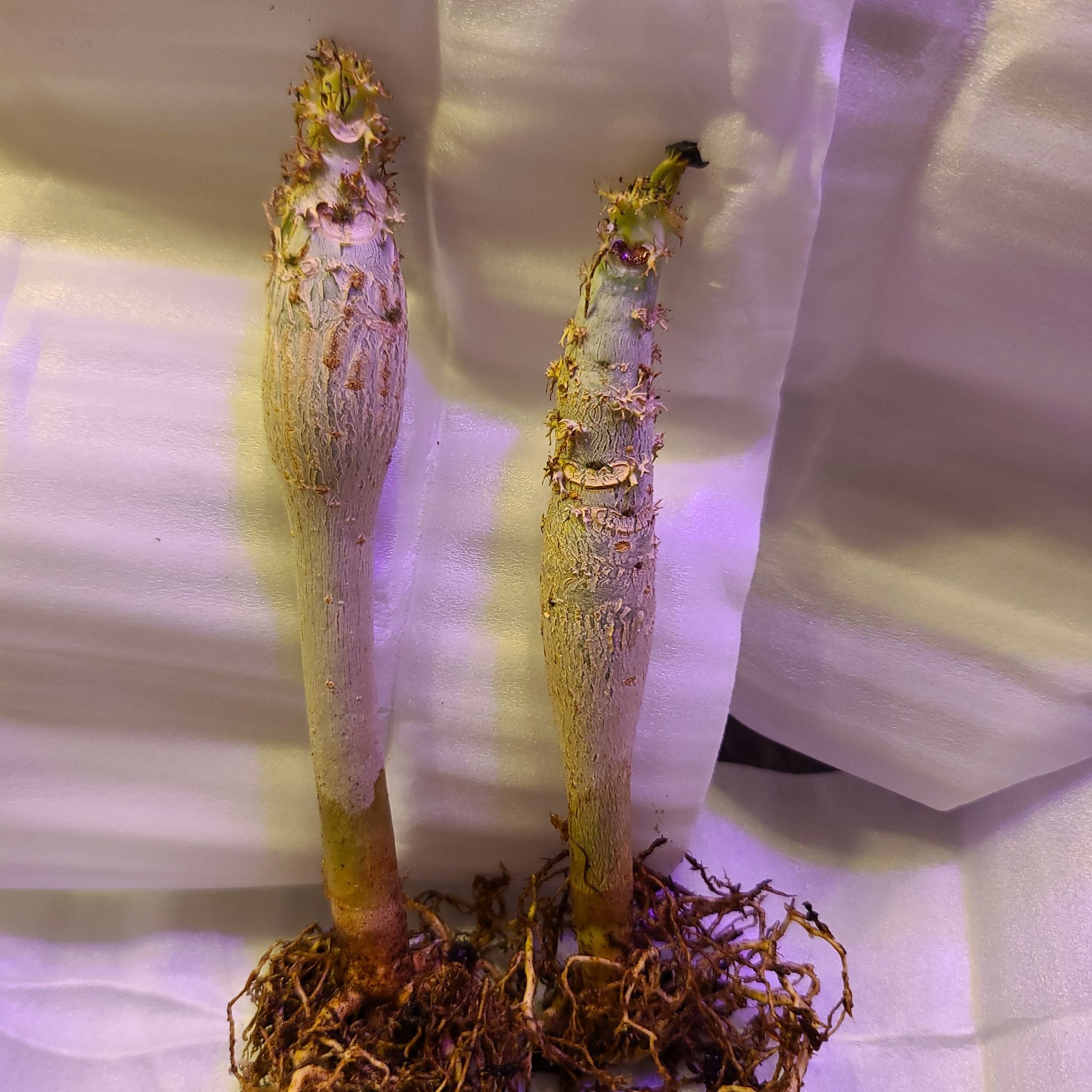 10 Benefits of Having a Buddha Belly Plant