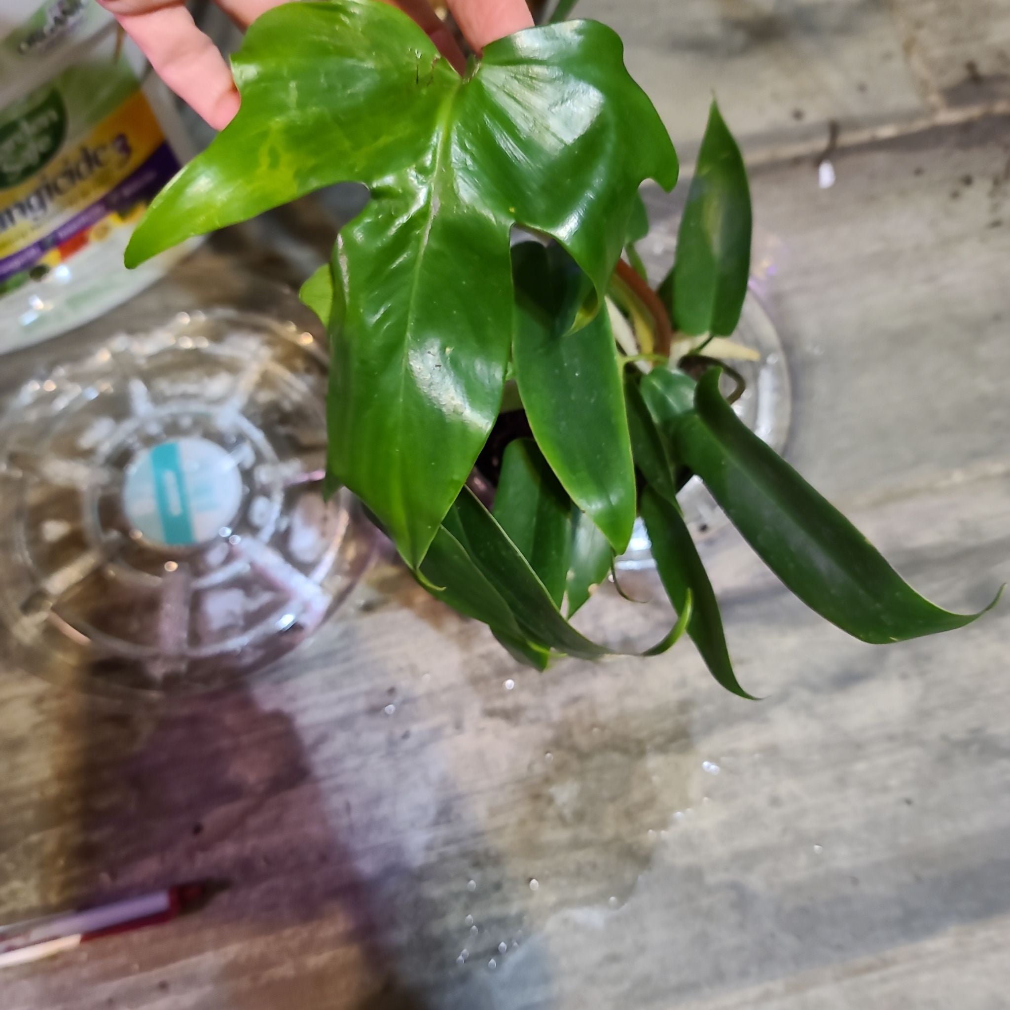 Personalized Rudolph Philodendron Care: Water, Light, Nutrients | Greg App