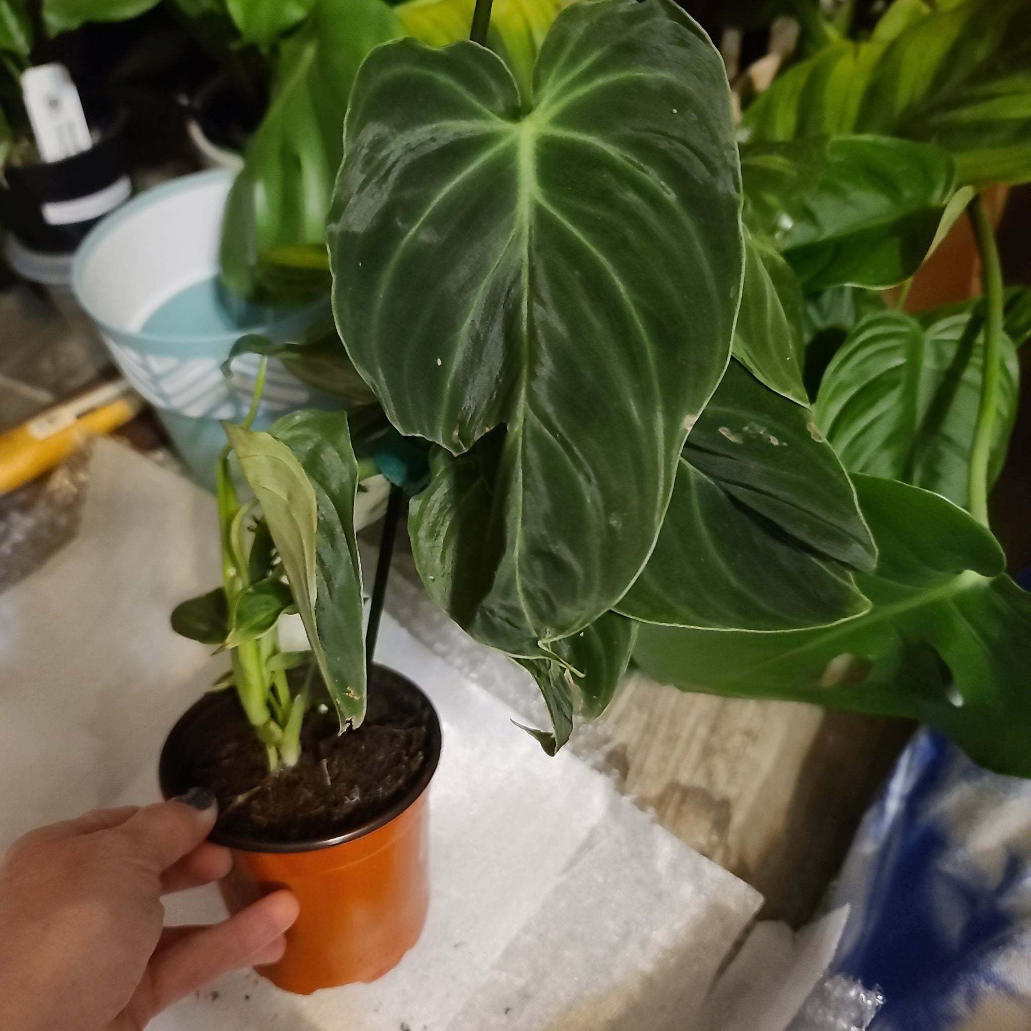 Black Spots on My Philodendron Splendid Leaves