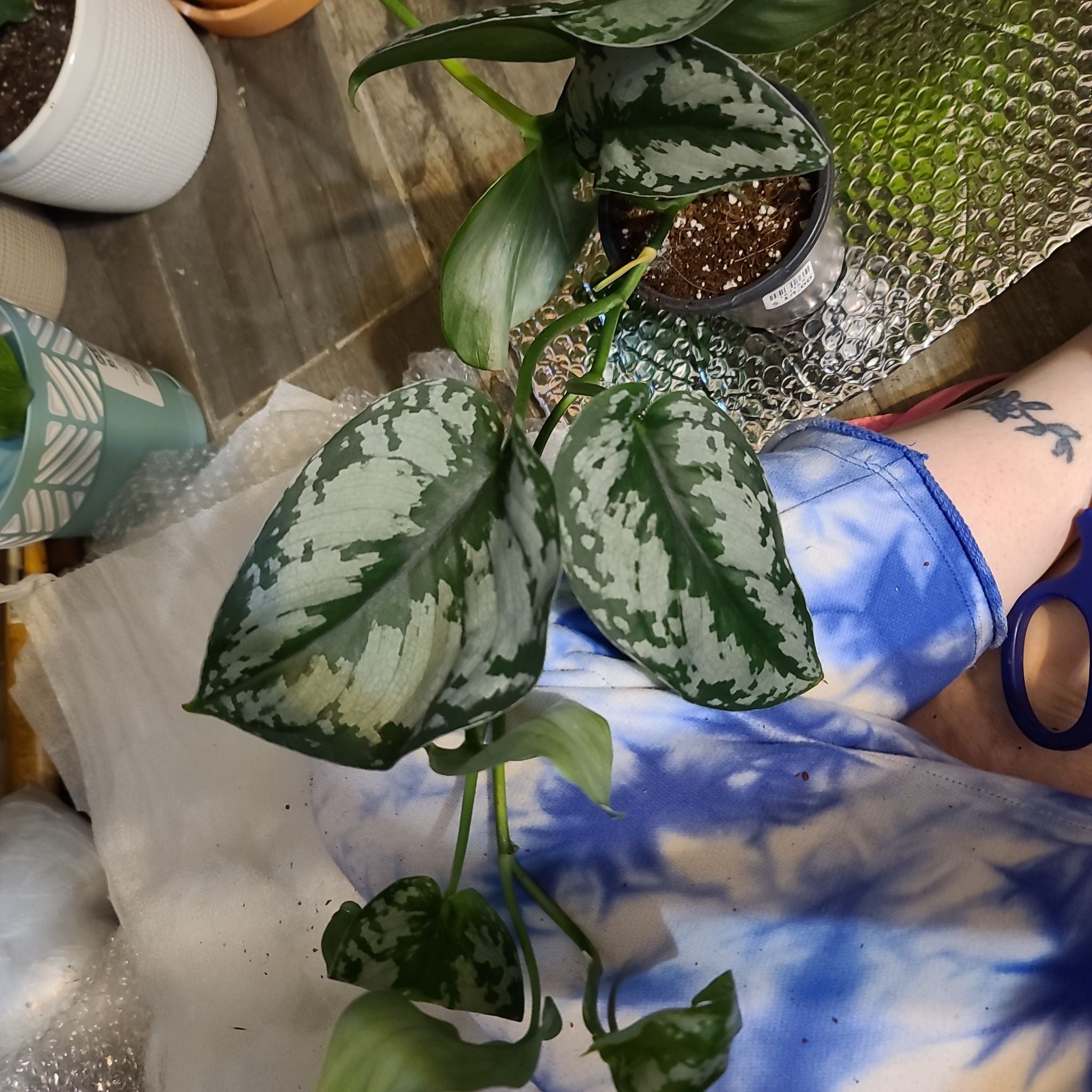 Personalized Scindapsus silver queen Care: Water, Light, Nutrients ...