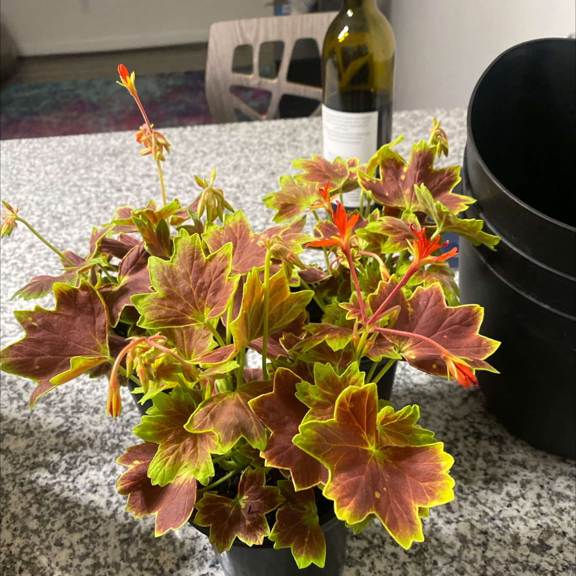 Propagating My Ivy Geranium: Step-by-Step Guide