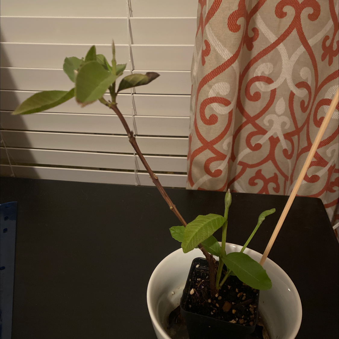 Keep Your Guava Tree Alive: Light, Water & Care Instructions
