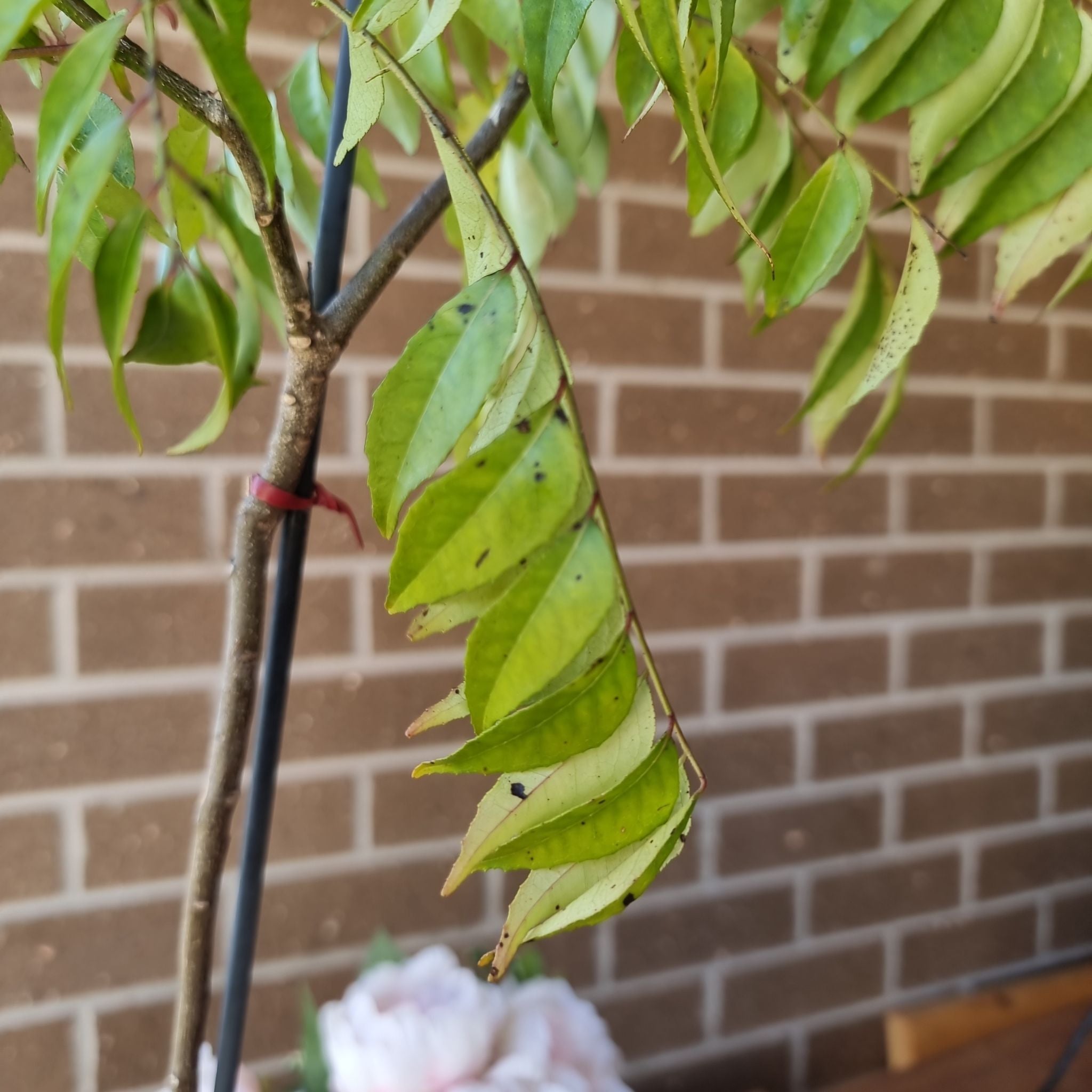 🌟 How Do I Propagate My Star Fruit?