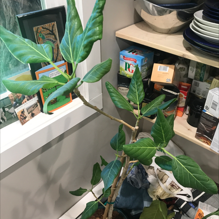 🌞 Is Direct Sunlight Good for My Council Tree?