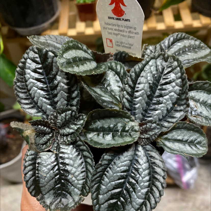 The Complete Pilea involucrata 'Norfolk' Plant Care Guide: Water, Light ...