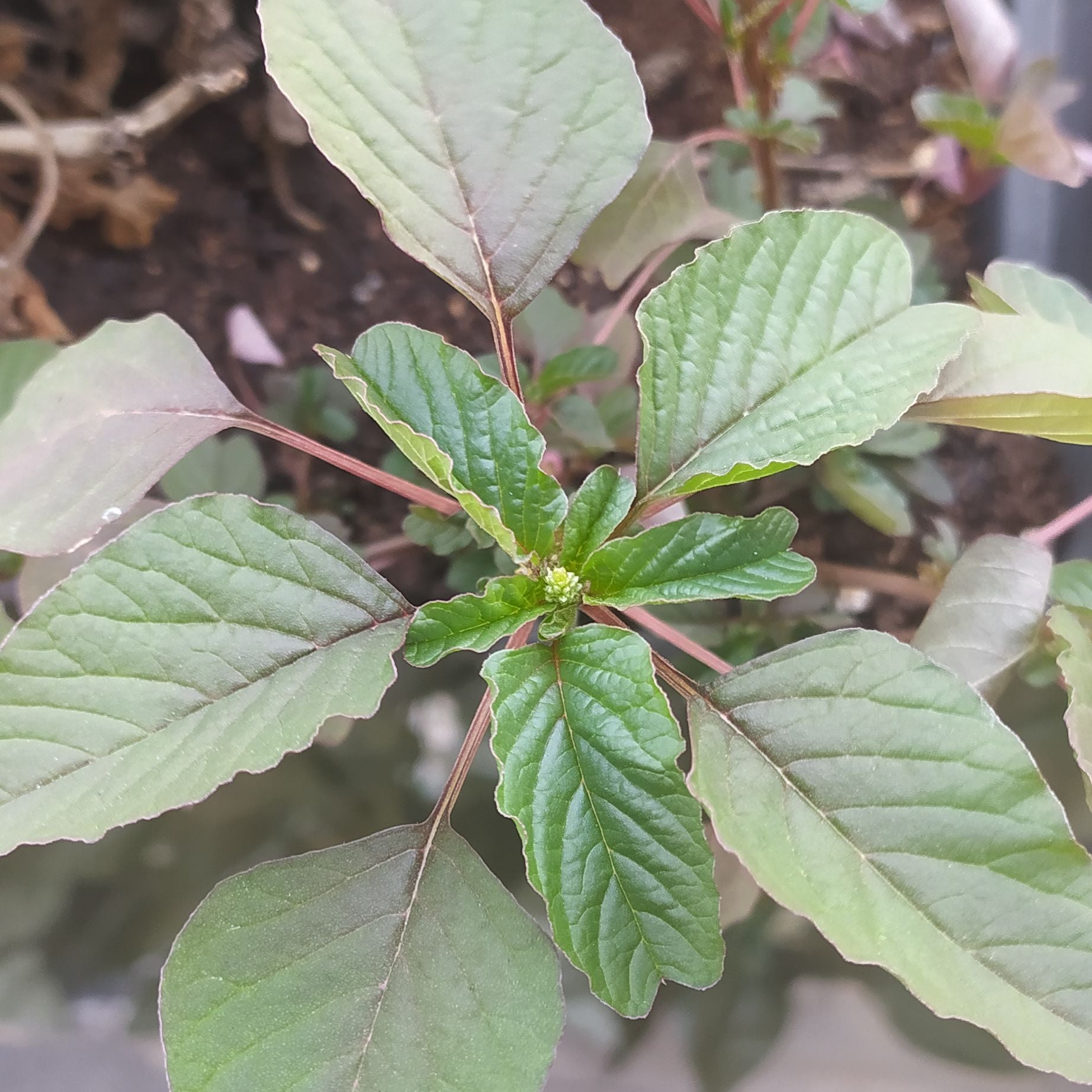 10 Advantages of Having a Redroot Pigweed