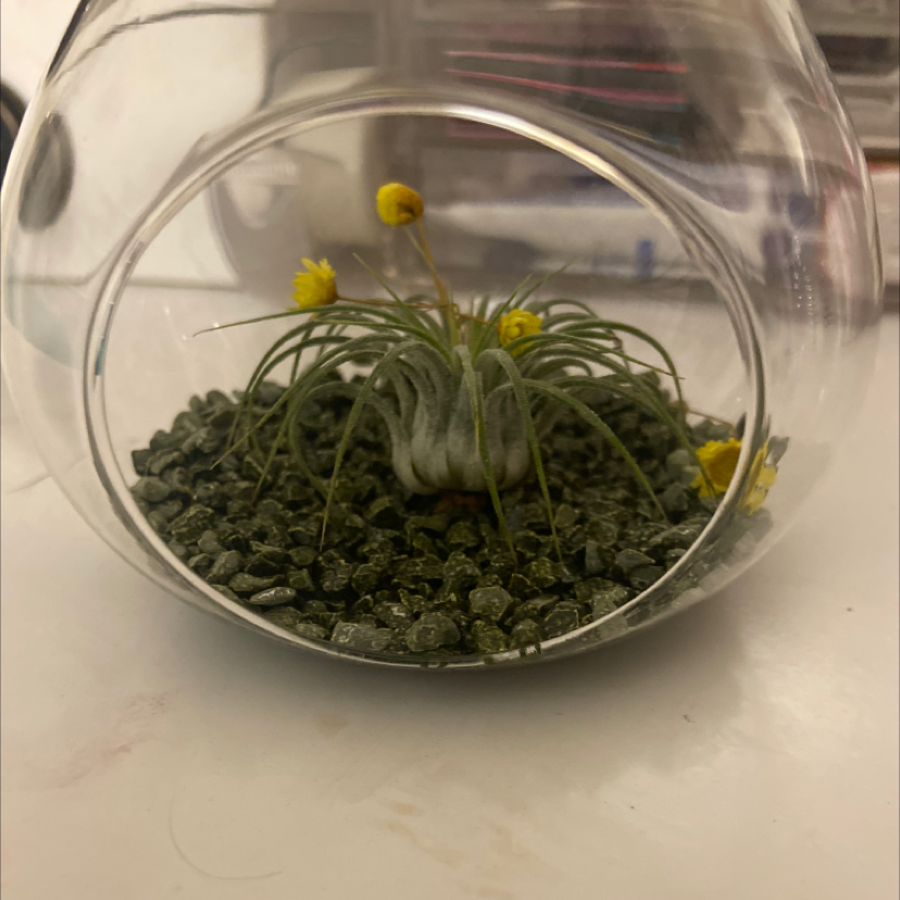 What Do Frizzle Sizzle Flowers Mean?