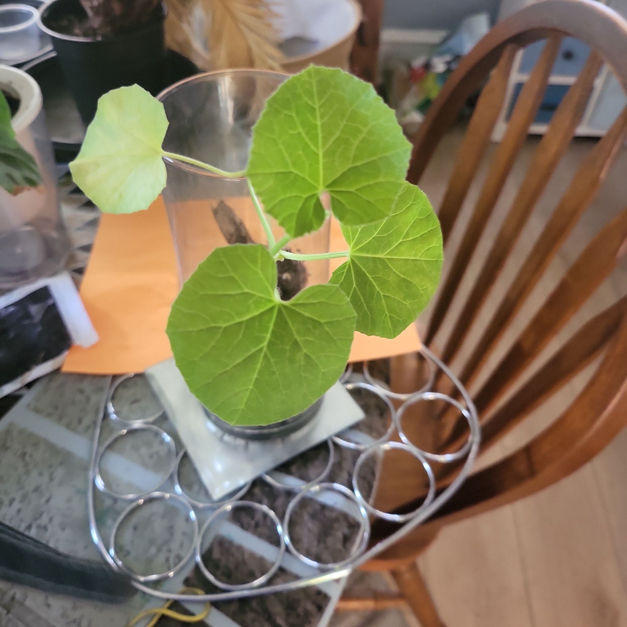 Best Soil Potting Mix for Melon