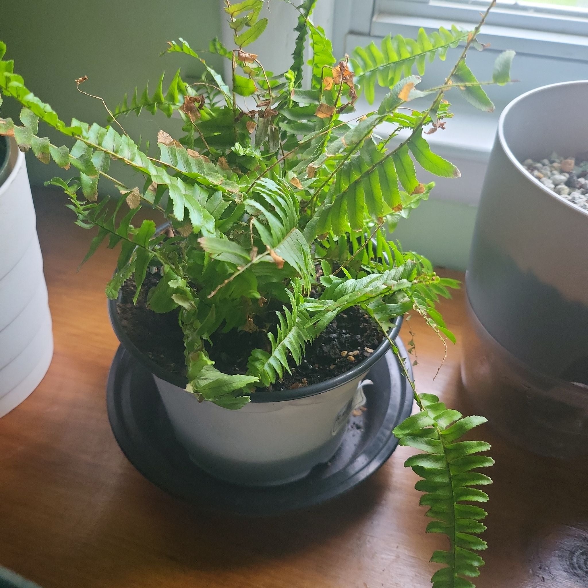 Why Are There Brown Spots on My Jester's Crown Fern Leaves?