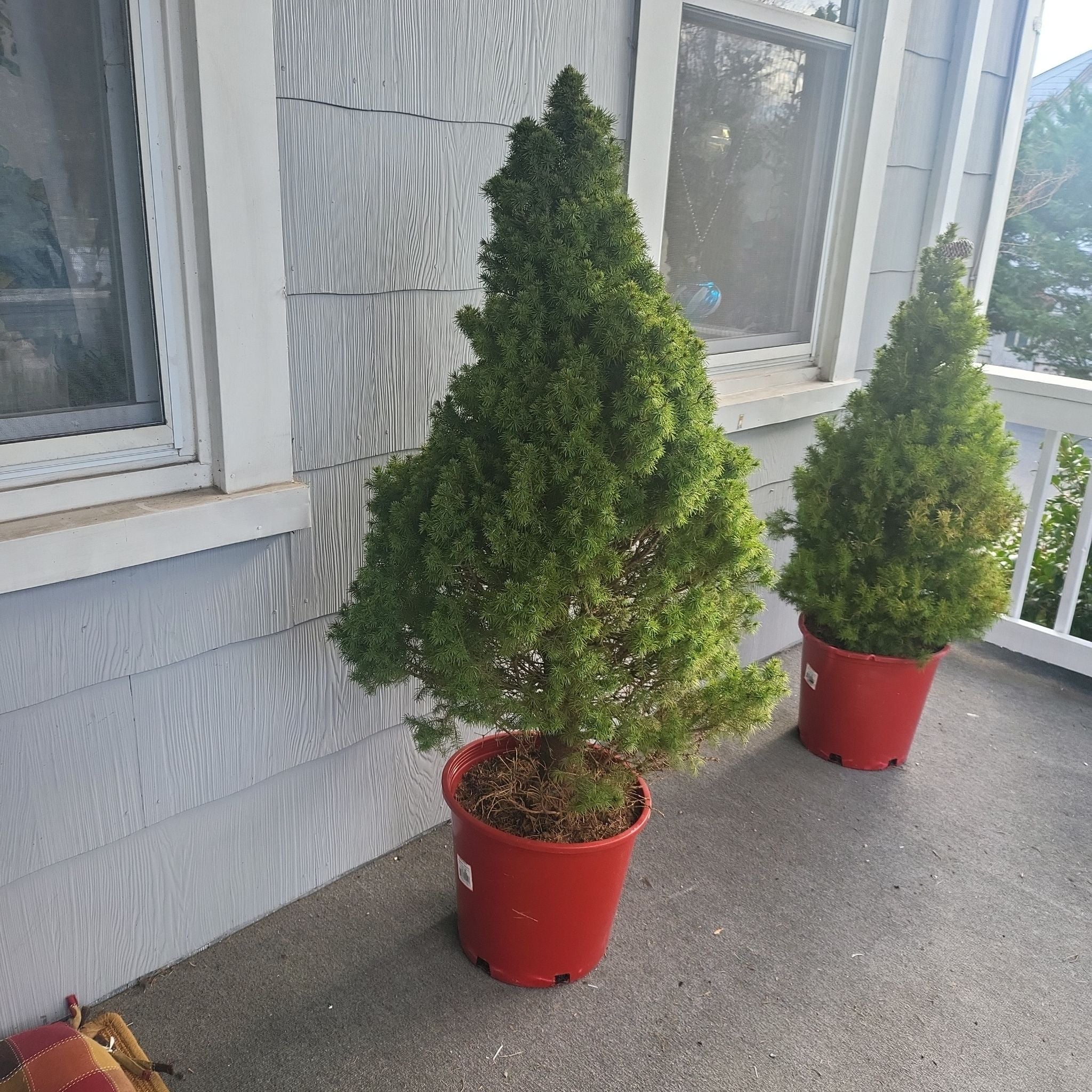 Propagating My Dwarf Alberta Spruce: Step-by-Step Guide