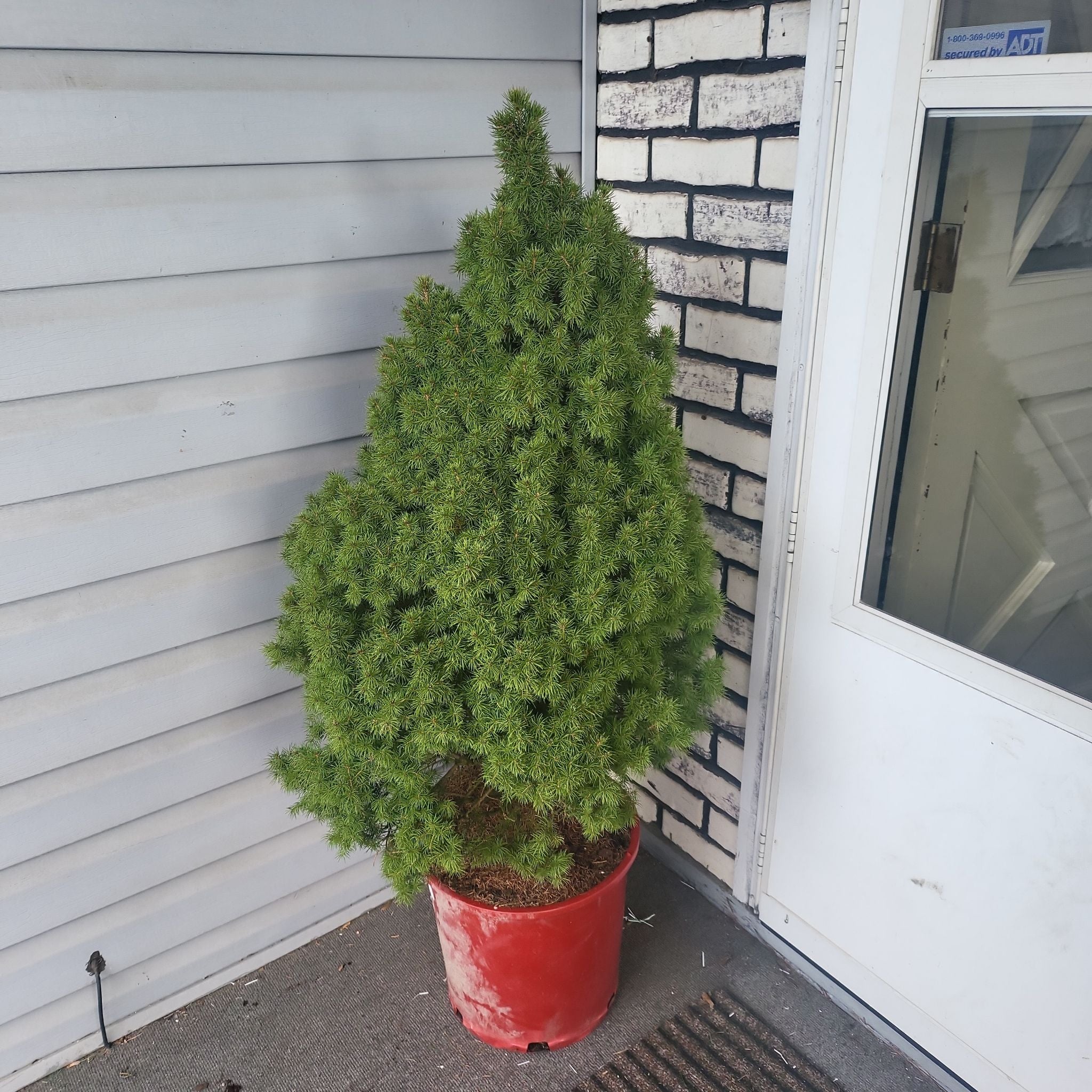 Propagating My Dwarf Alberta Spruce: Step-by-Step Guide