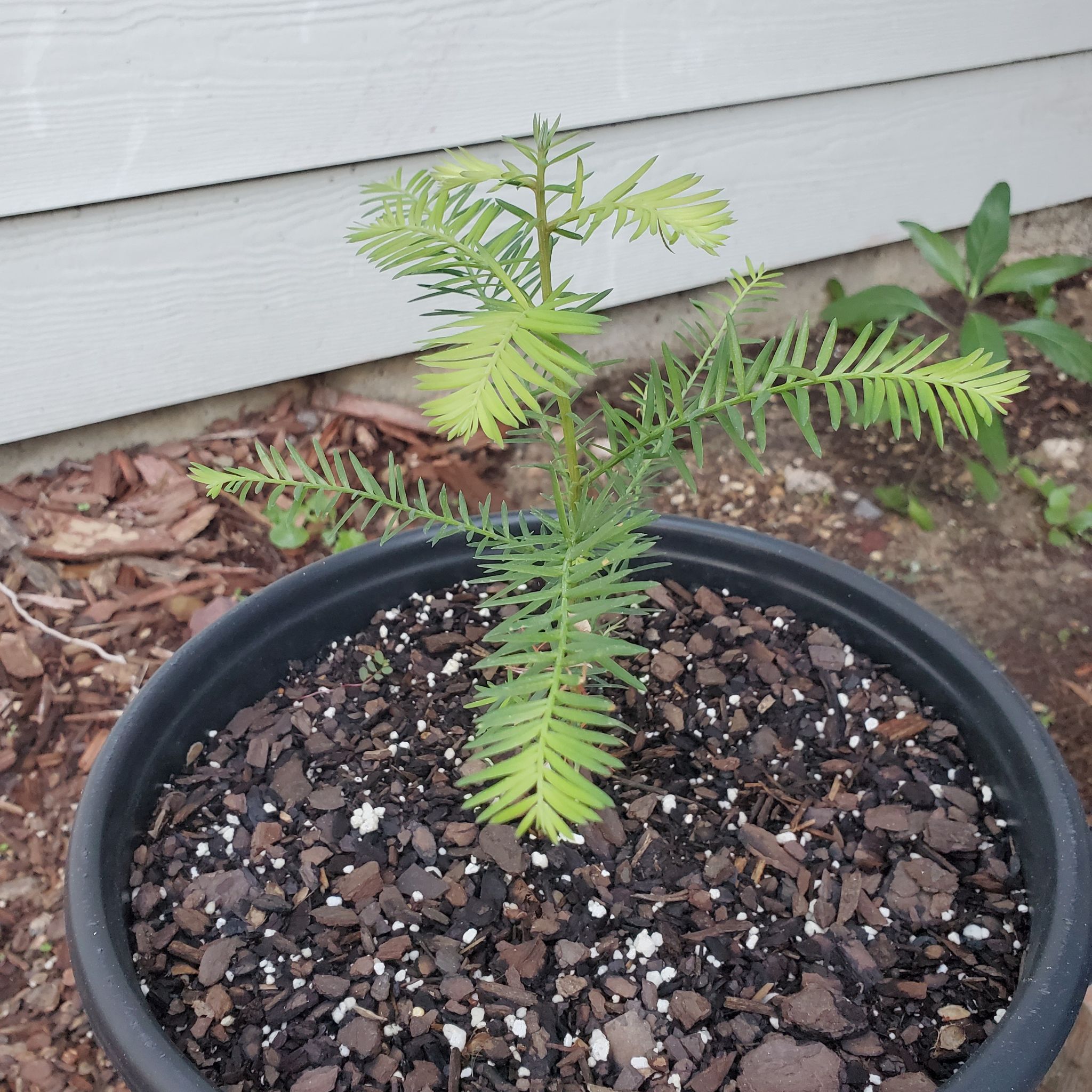 Why Are There Black Spots on My Coast Redwood Leaves?