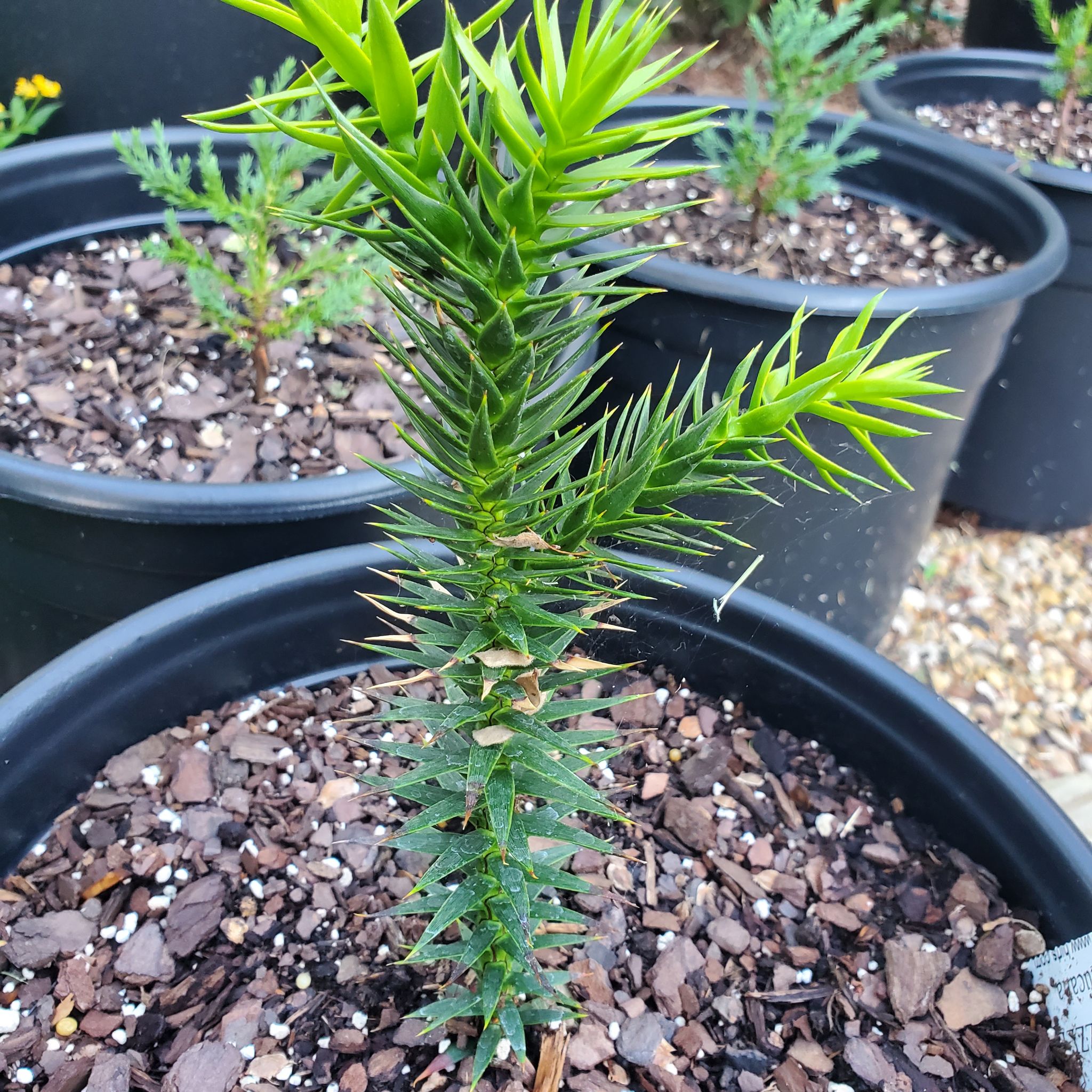 💧 Why Are My Monkey Puzzle Tree Leaves Mushy?