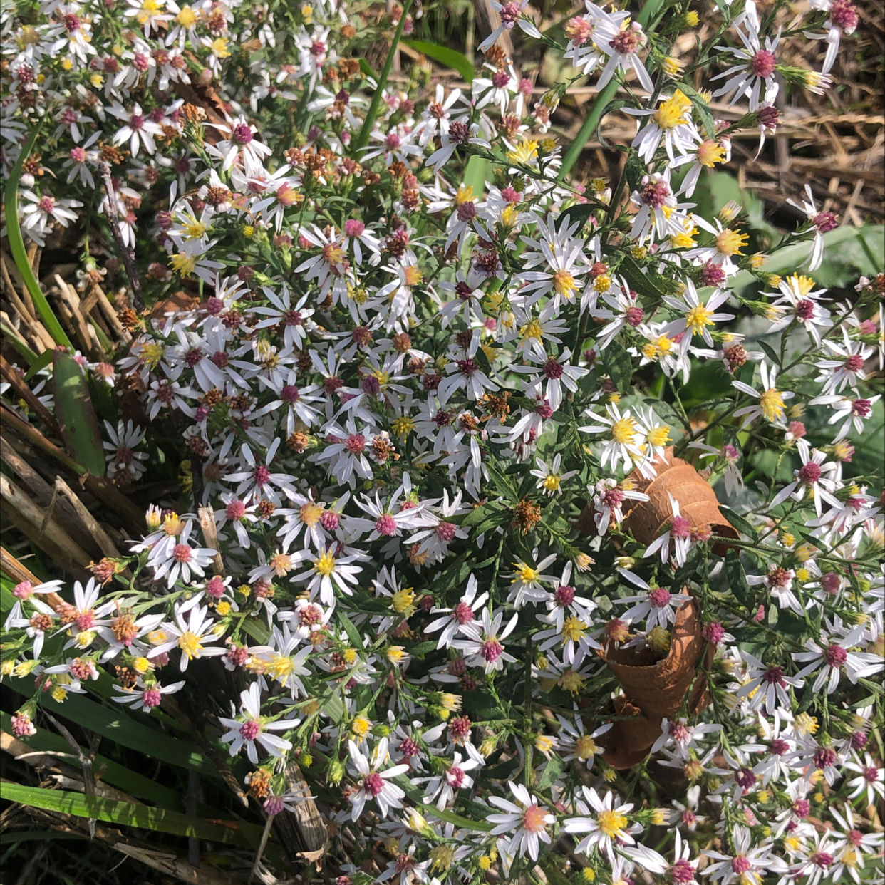 Sea Aster Plant Care: Water, Light, Nutrients | Greg App 🌱