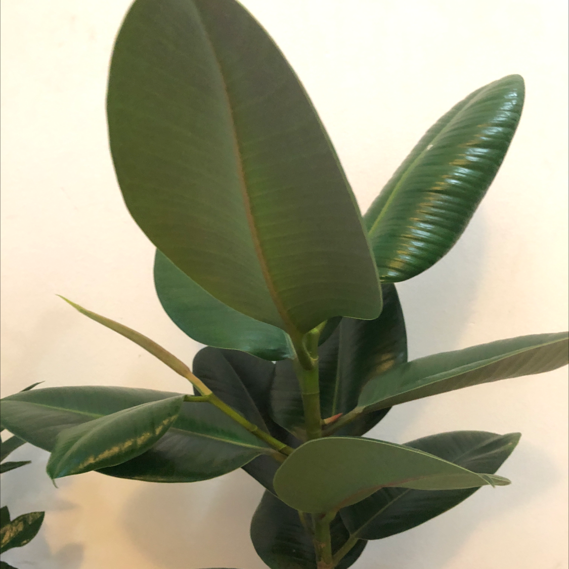 Why Are My Ficus Robusta Leaves Curling?