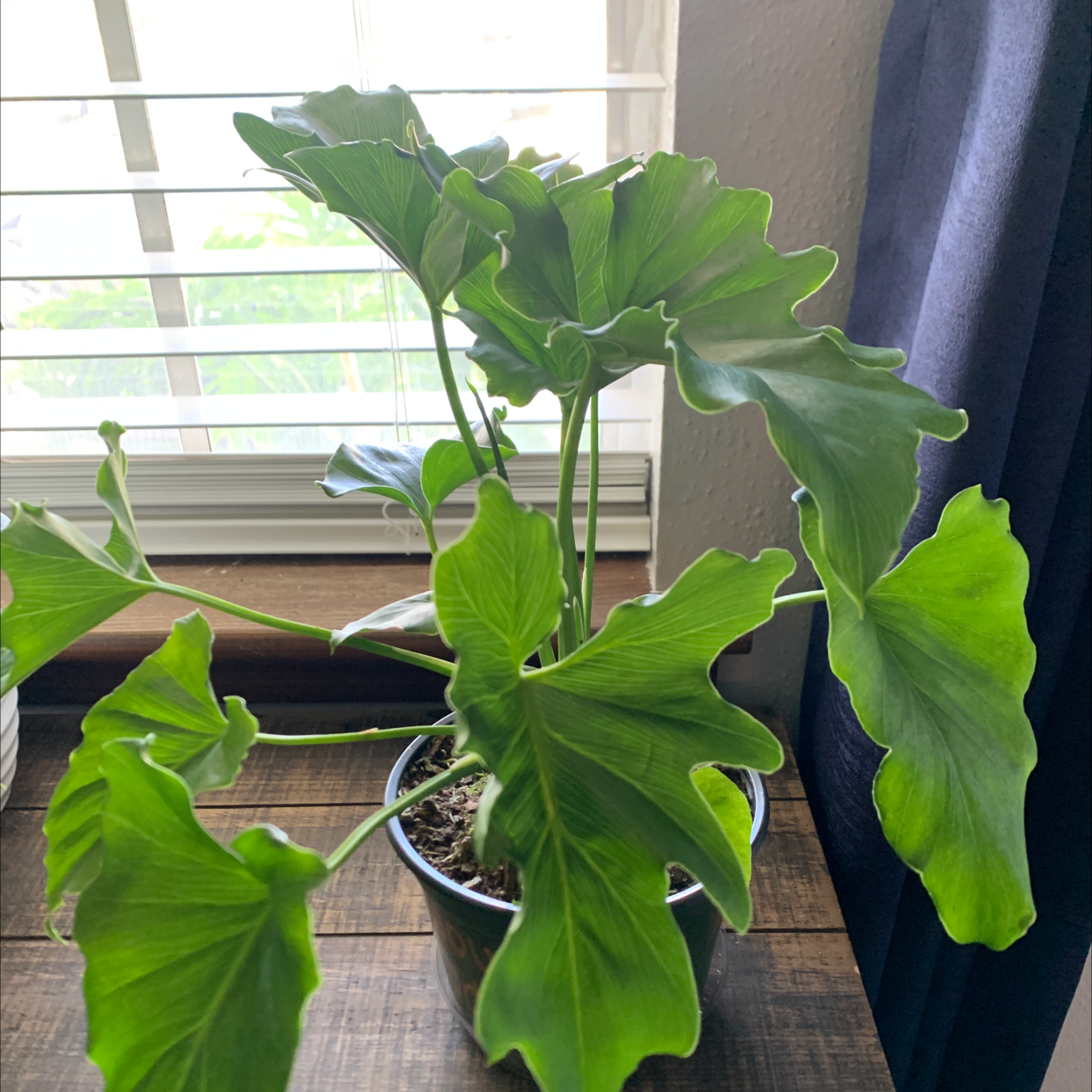 10 Advantages of Having a Philodendron 'Hope'