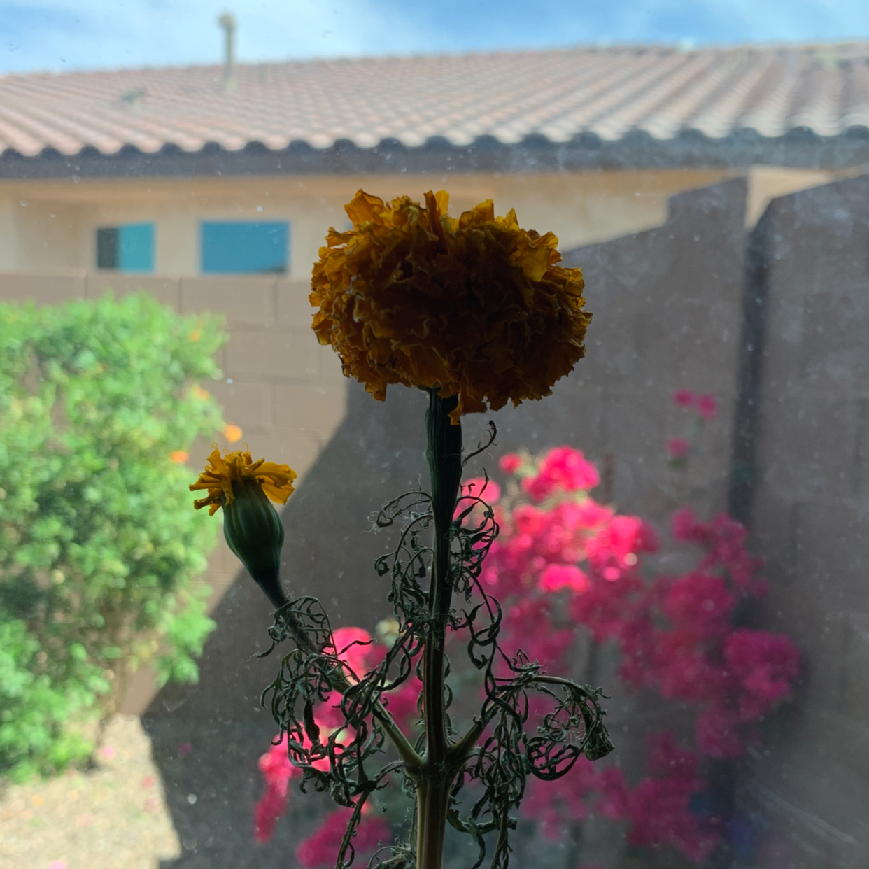 🌞 Your Marigold's Sunlight Needs