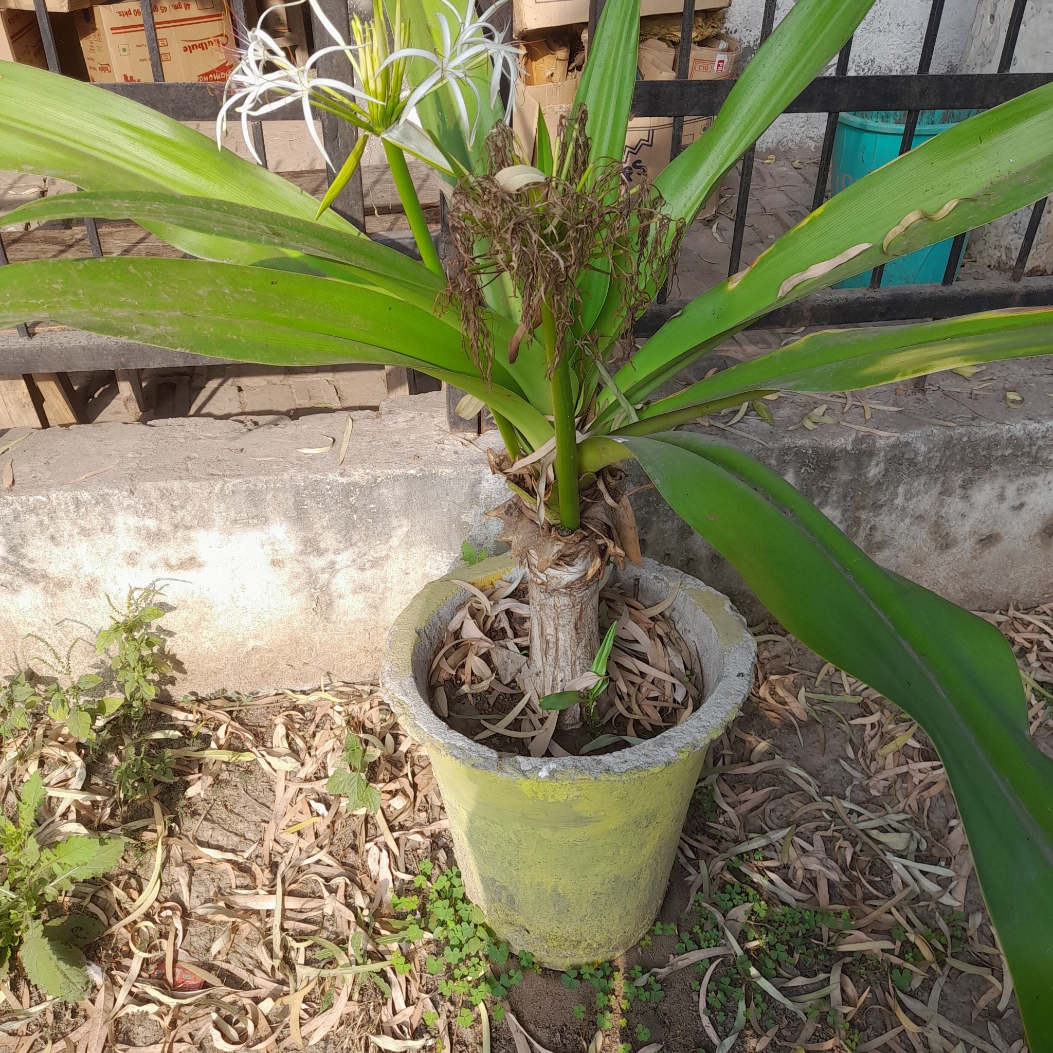 Diagnosing spider lily root rot