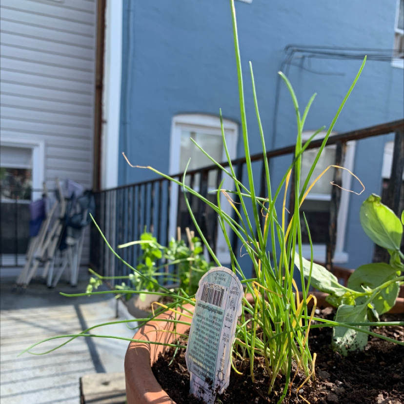 Propagating Wild Chives: The Ultimate Guide