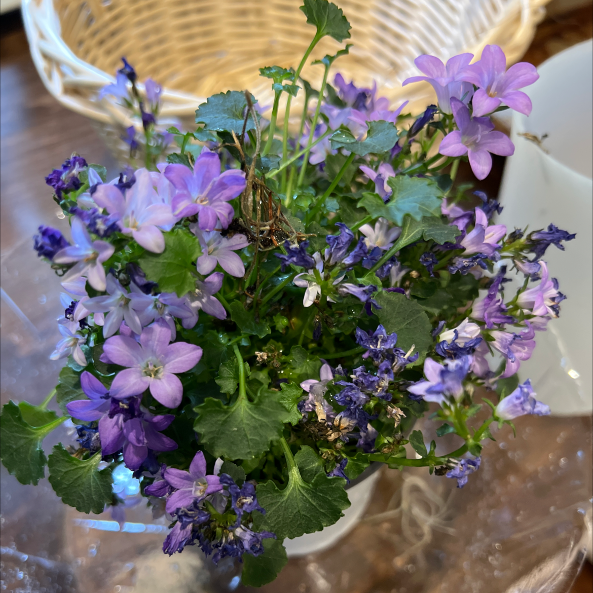 🍑 Propagating Your Peach-Leaf Bellflower: Step-by-Step Guide