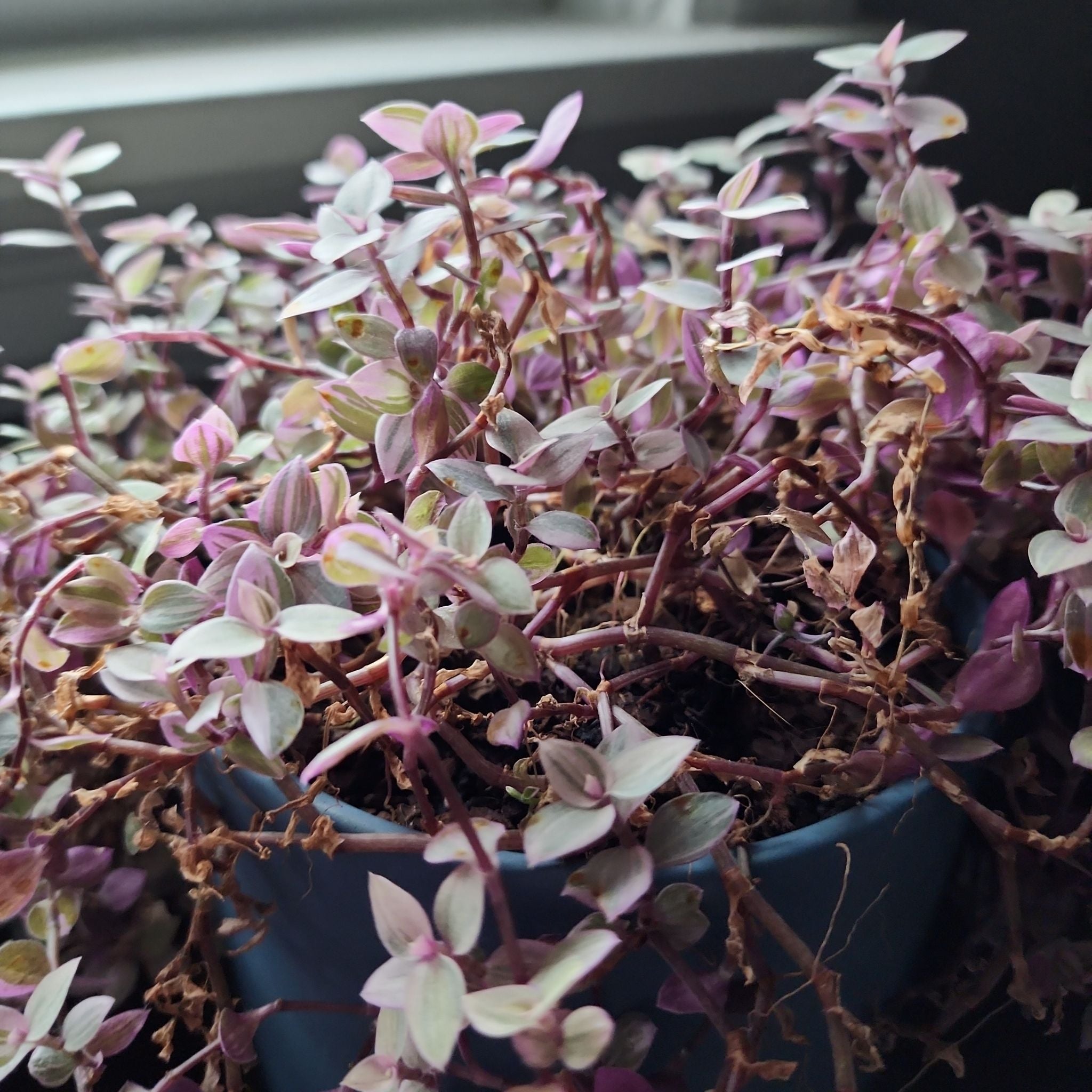 10 Advantages of Having a Pink Panther Tradescantia 🐾