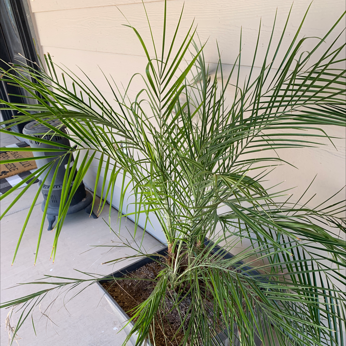 What Do Pygmy Date Palm Flowers Mean?