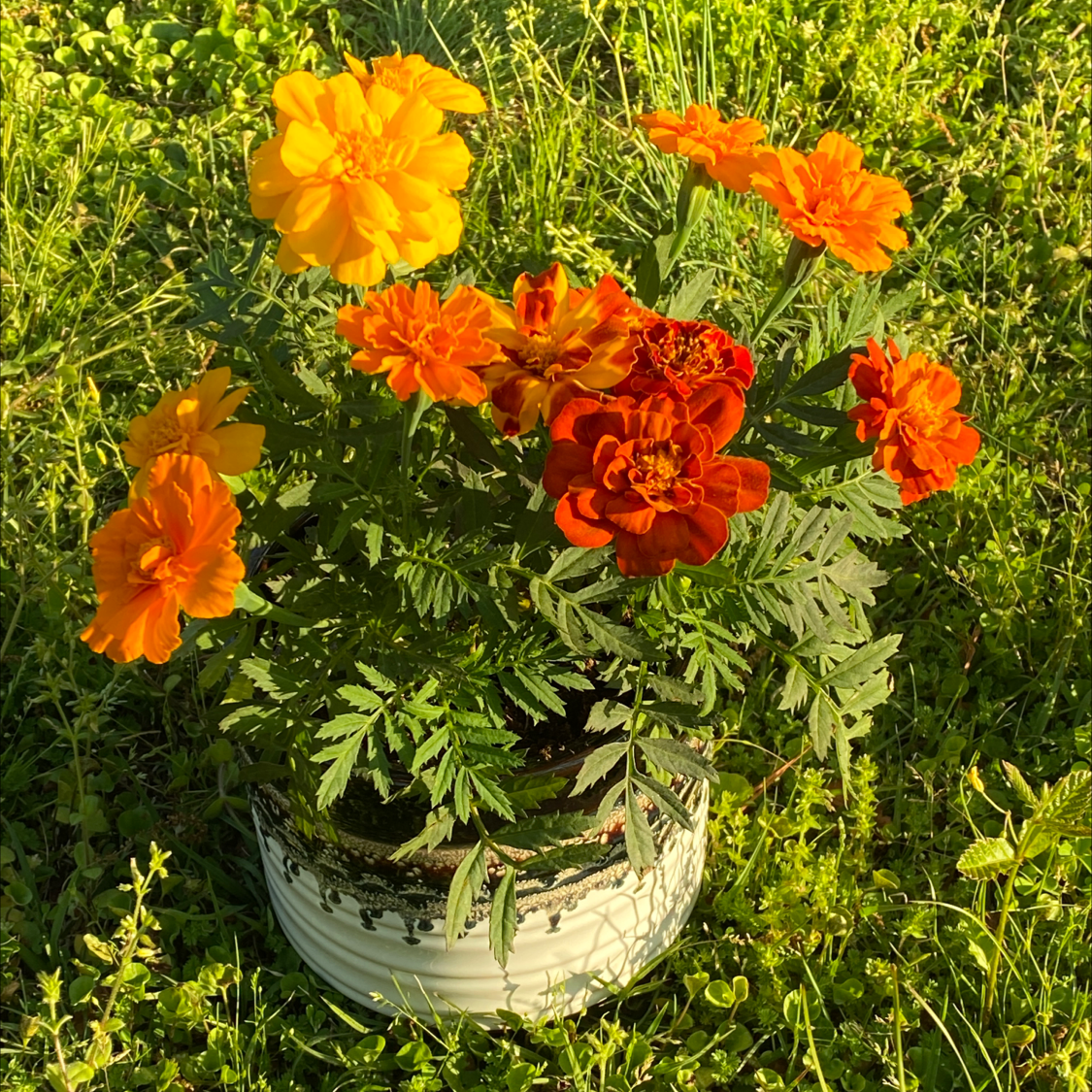 How Should Marigold Be Cut Back?