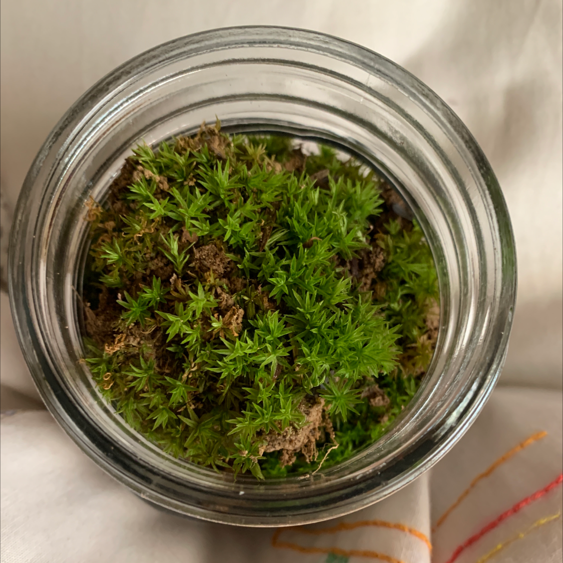 Light Requirements For My Moss Phlox