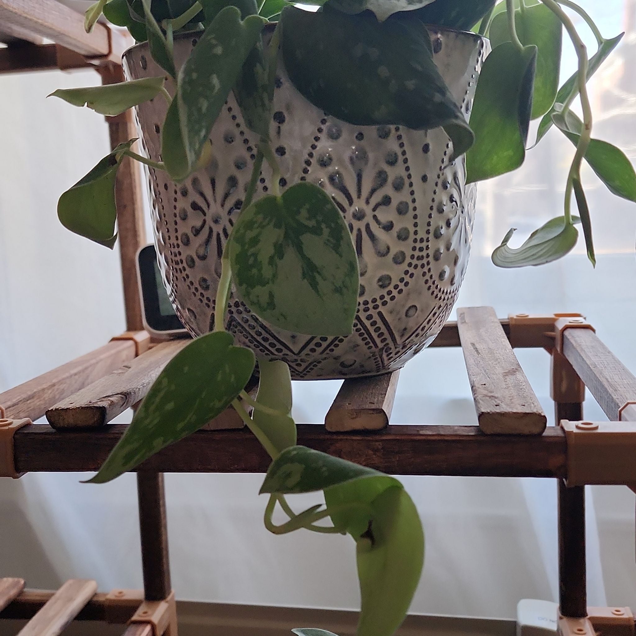Year-Round Light Requirements For Your Silver Anne Pothos