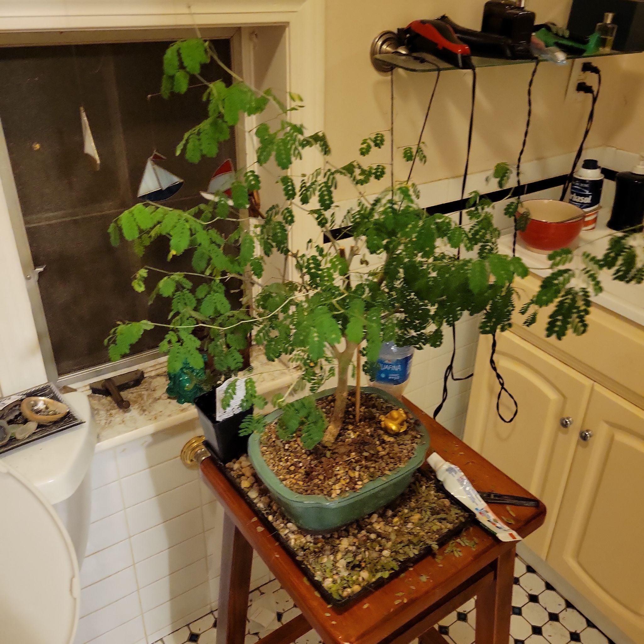 Symbolism and Benefits of the Brazilian Rain Tree