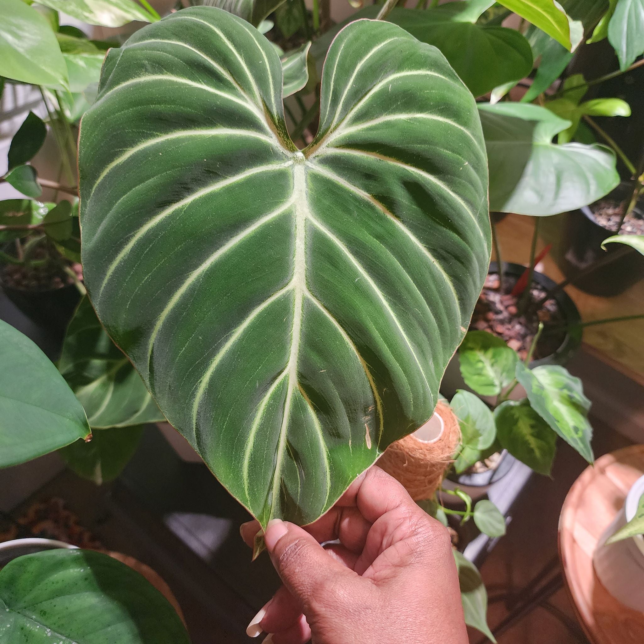 Gloriosum Zebra | A plant by @honeyschild10 on Greg