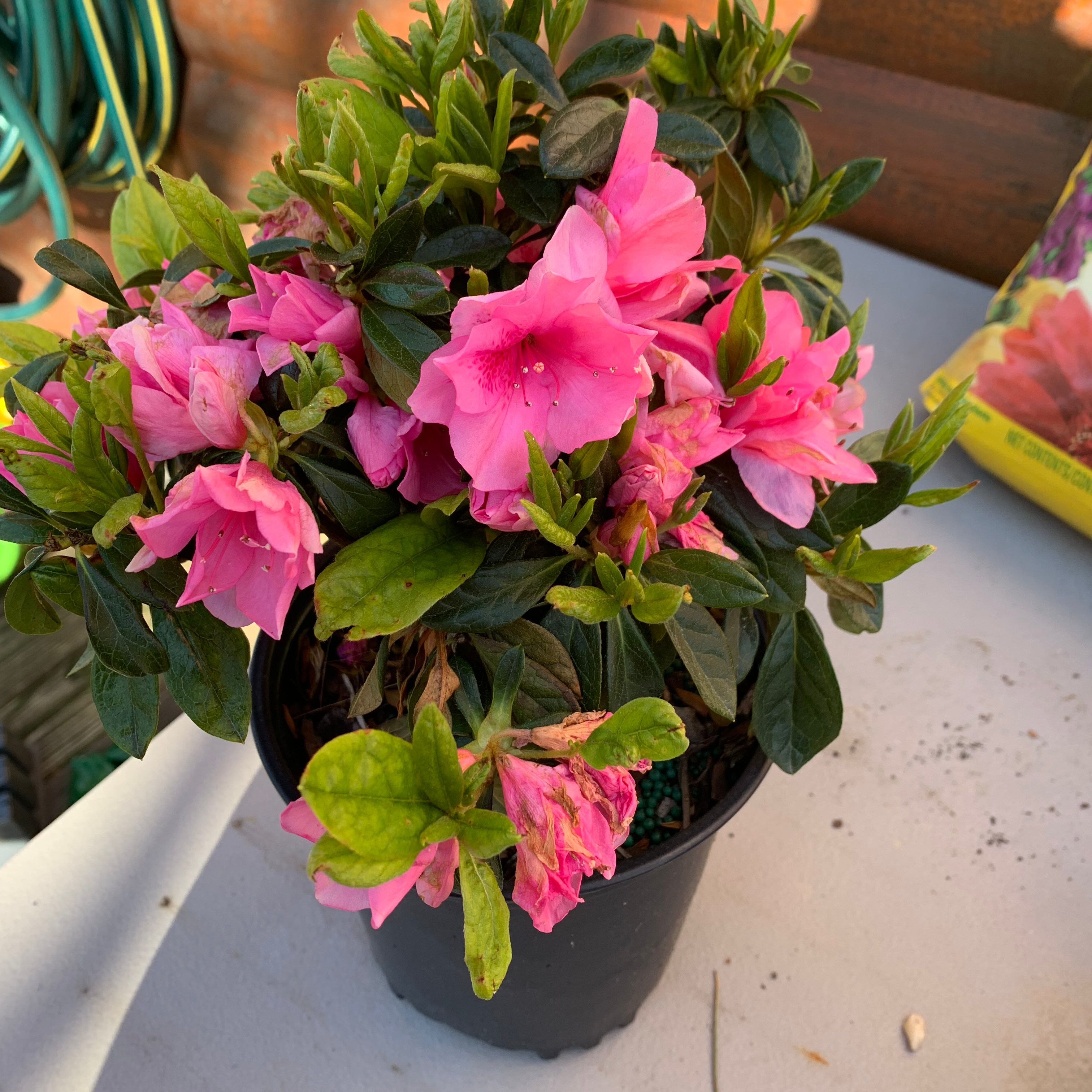 10 Advantages of Having a Satsuki