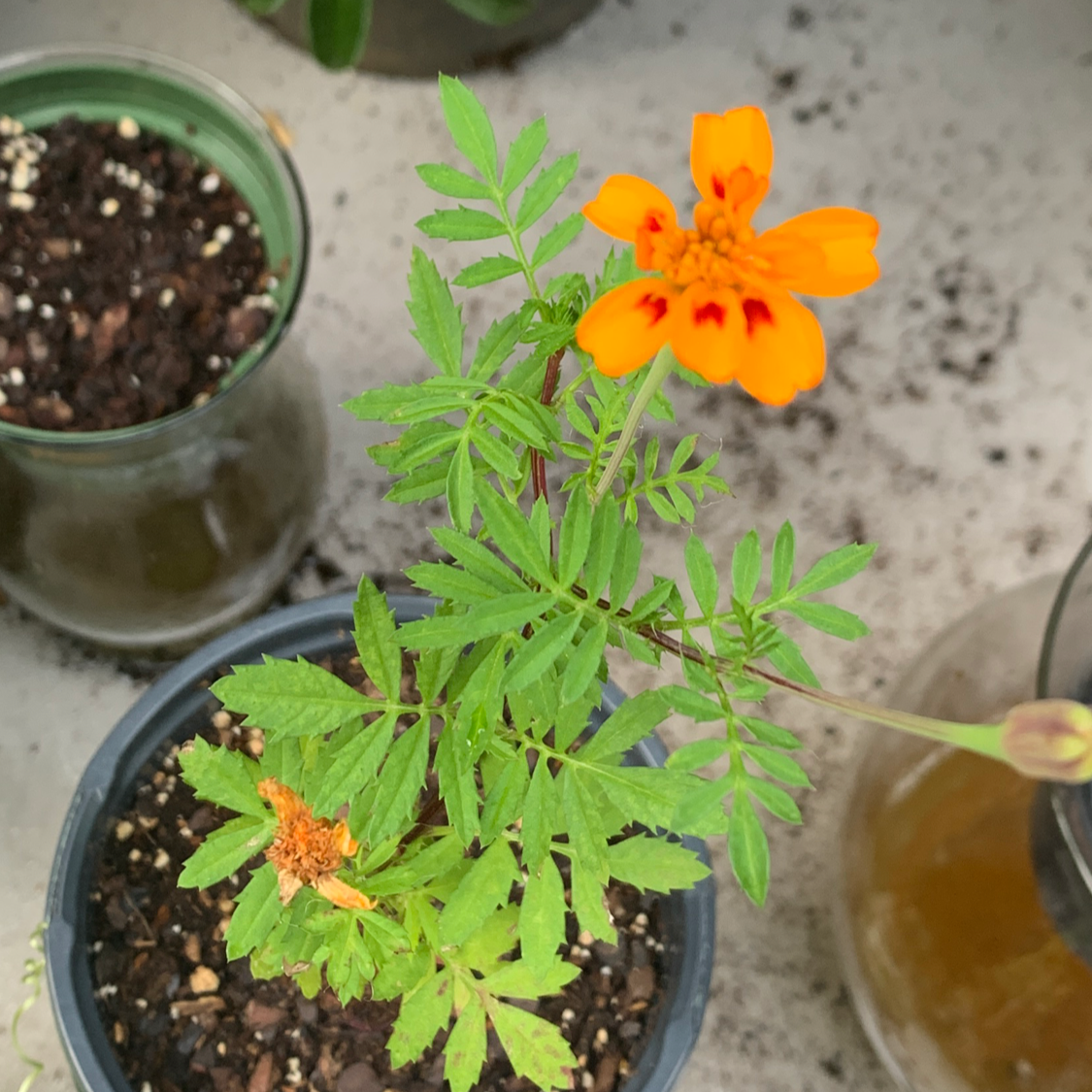 🌞 Soil Recommendations for Marigold