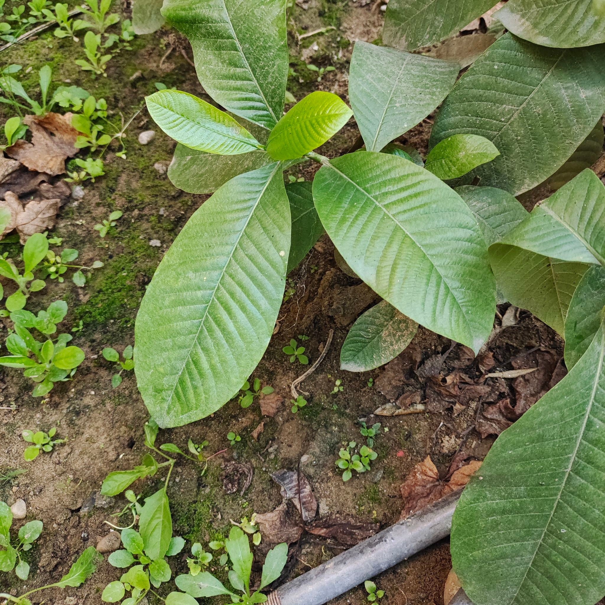 Yellow Crownbeard Care 101: Water, Light & Growing Tips