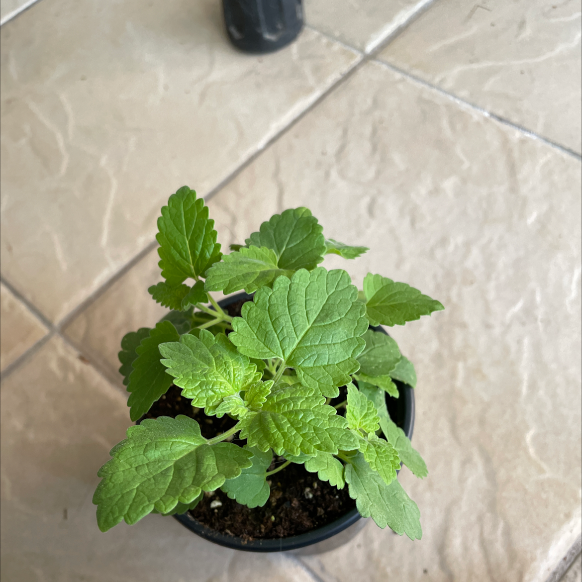 Soil Recommendations for Catnip 🐱