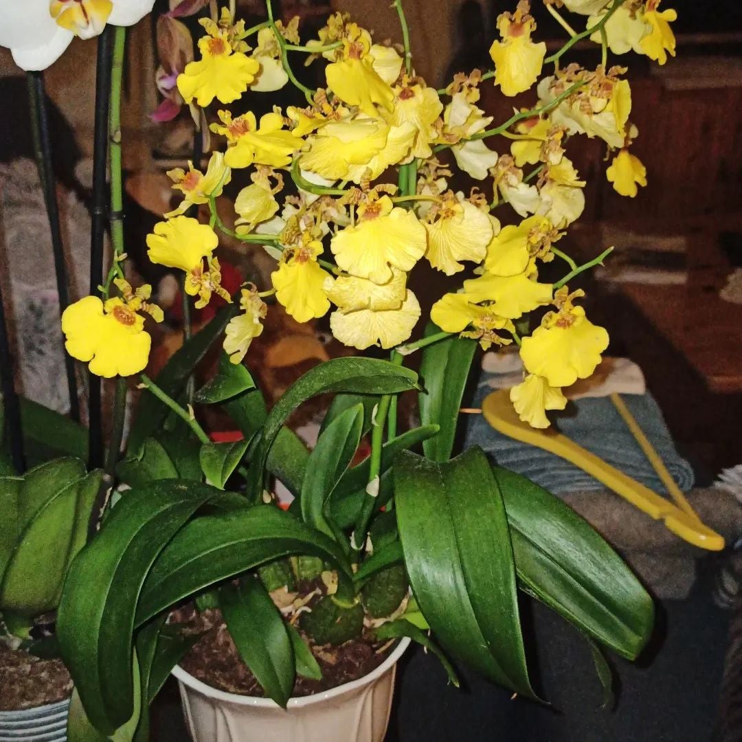 Personalized Turtle Shell Orchid Care: Water, Light, Nutrients | Greg App