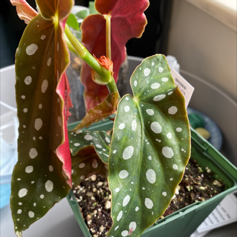 Symbolism And Benefits Of The Polka Dot Begonia