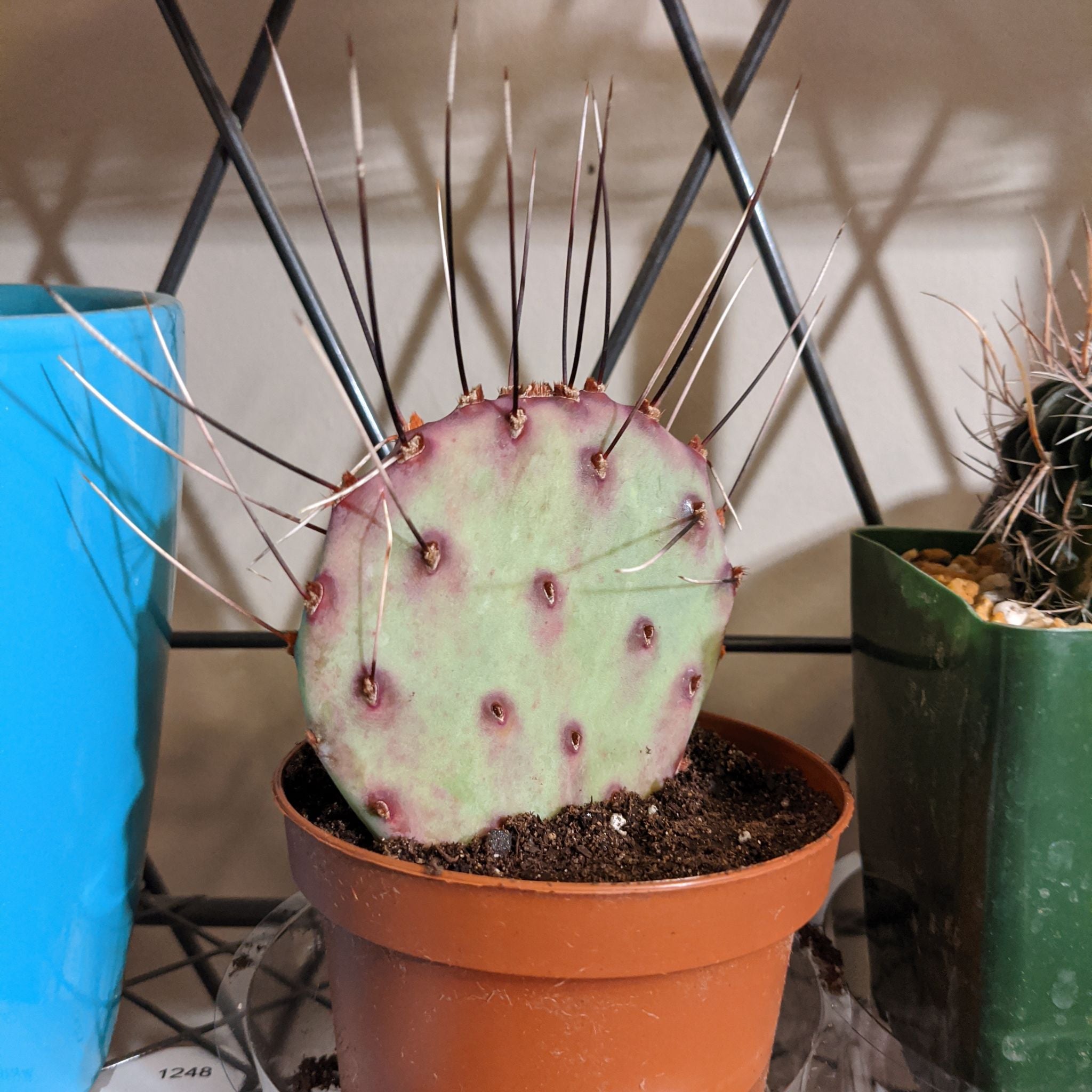 🌵 Symbolism and Benefits of the Purple Prickly Pear
