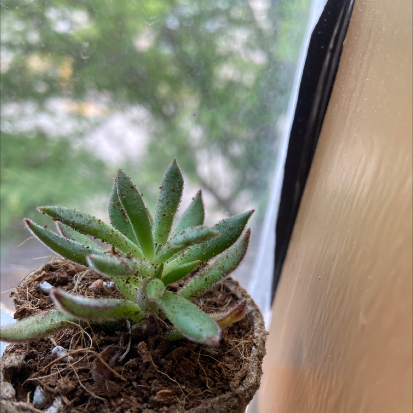 Symbolism and Benefits of the Echeveria 'Arrow Setosa'