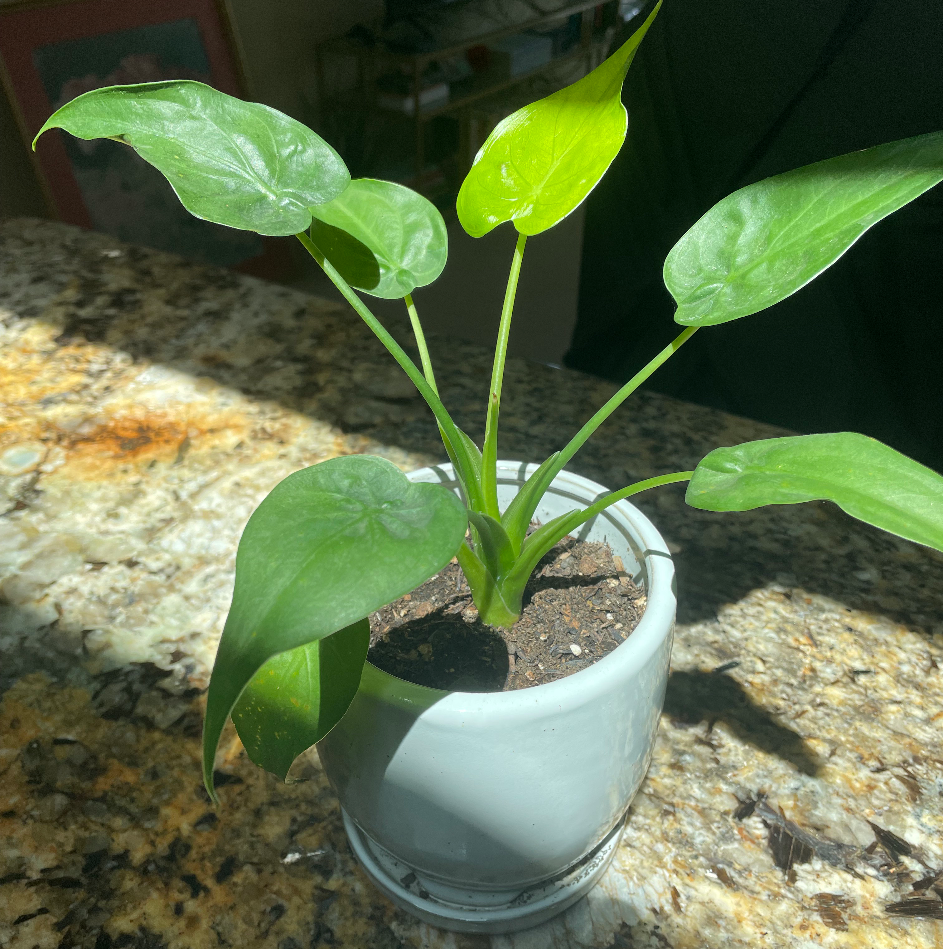 🐘 Why Are My Chinese Taro Leaves Falling Over?