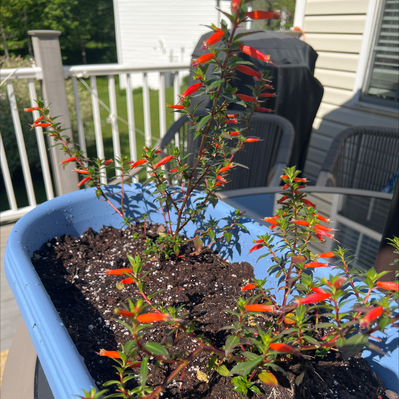 Personalized Large Firecracker Plant Care: Water, Light, Nutrients ...