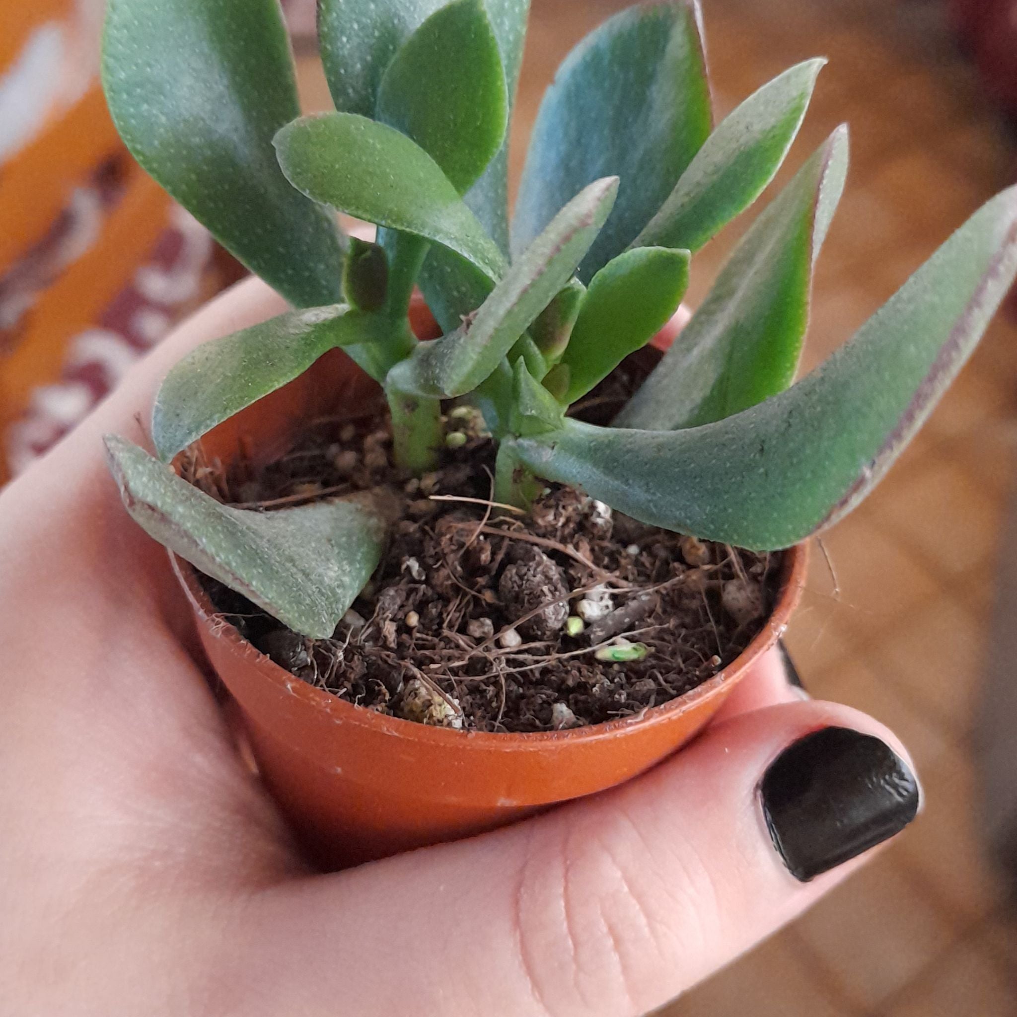 💧 How Much Humidity Does My Vertical Leaf Senecio Need?