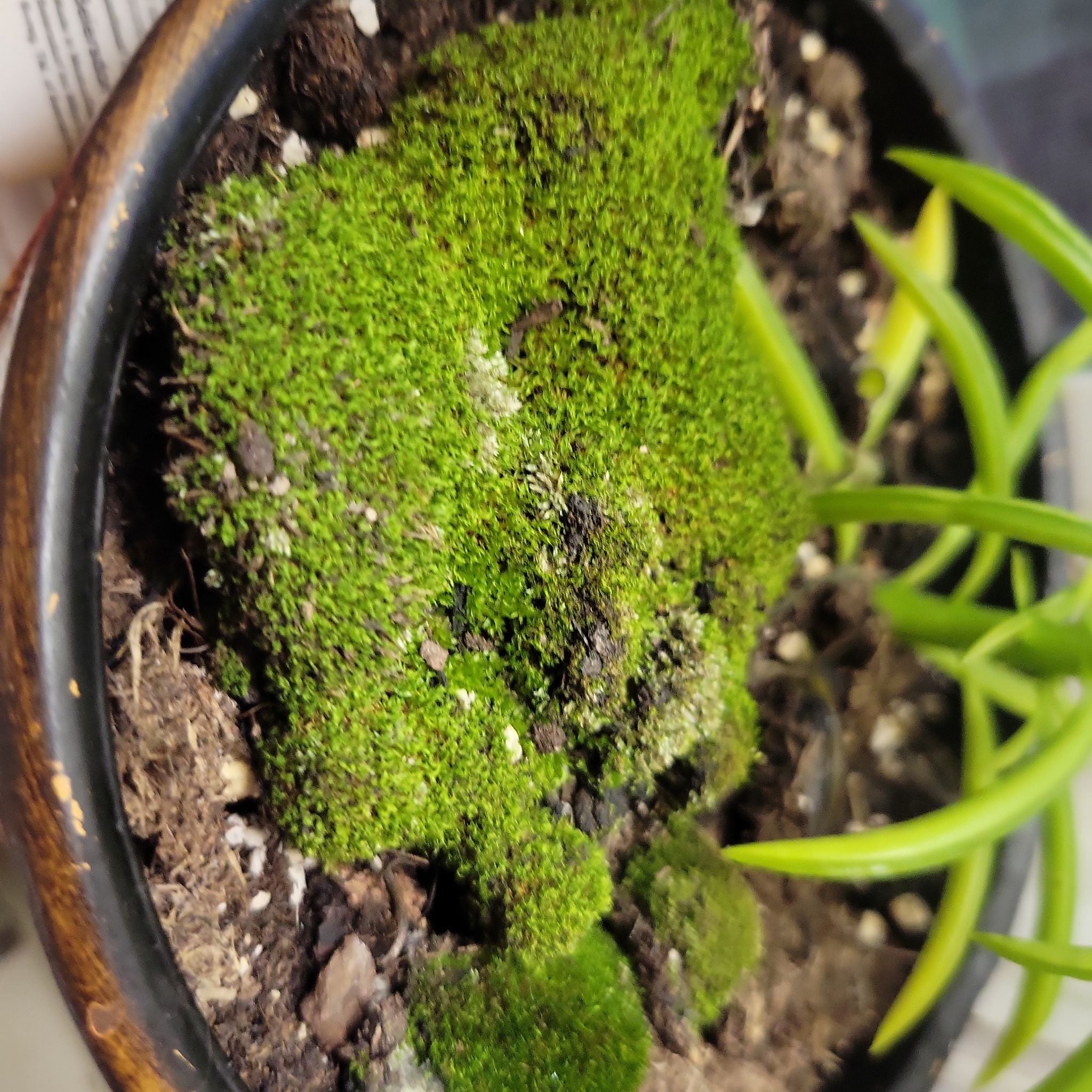 How Do I Fix silvergreen bryum moss root rot?