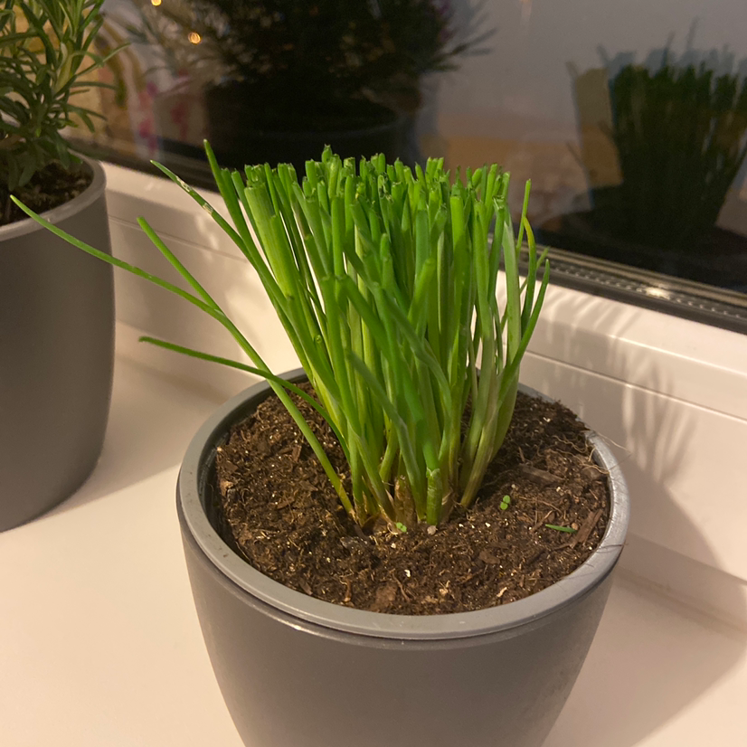 💧 Why Are My Wild Chives Leaves Droopy?