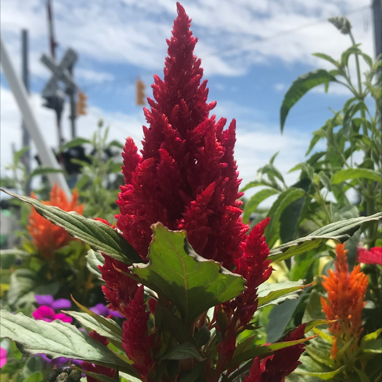 Why Are There Brown Spots On My Cockscomb Leaves?