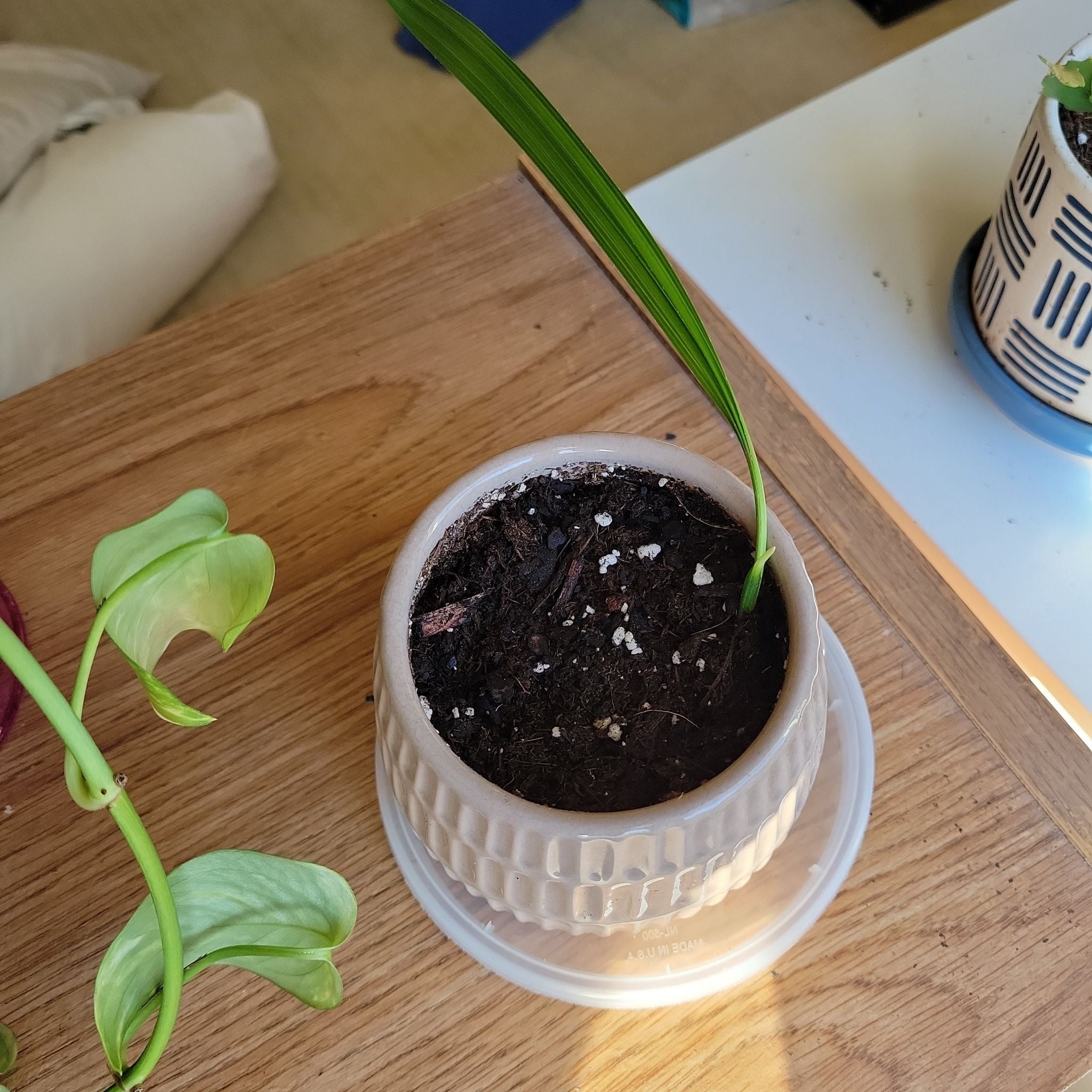 What Are The Bugs on My Date Palm? 🐛