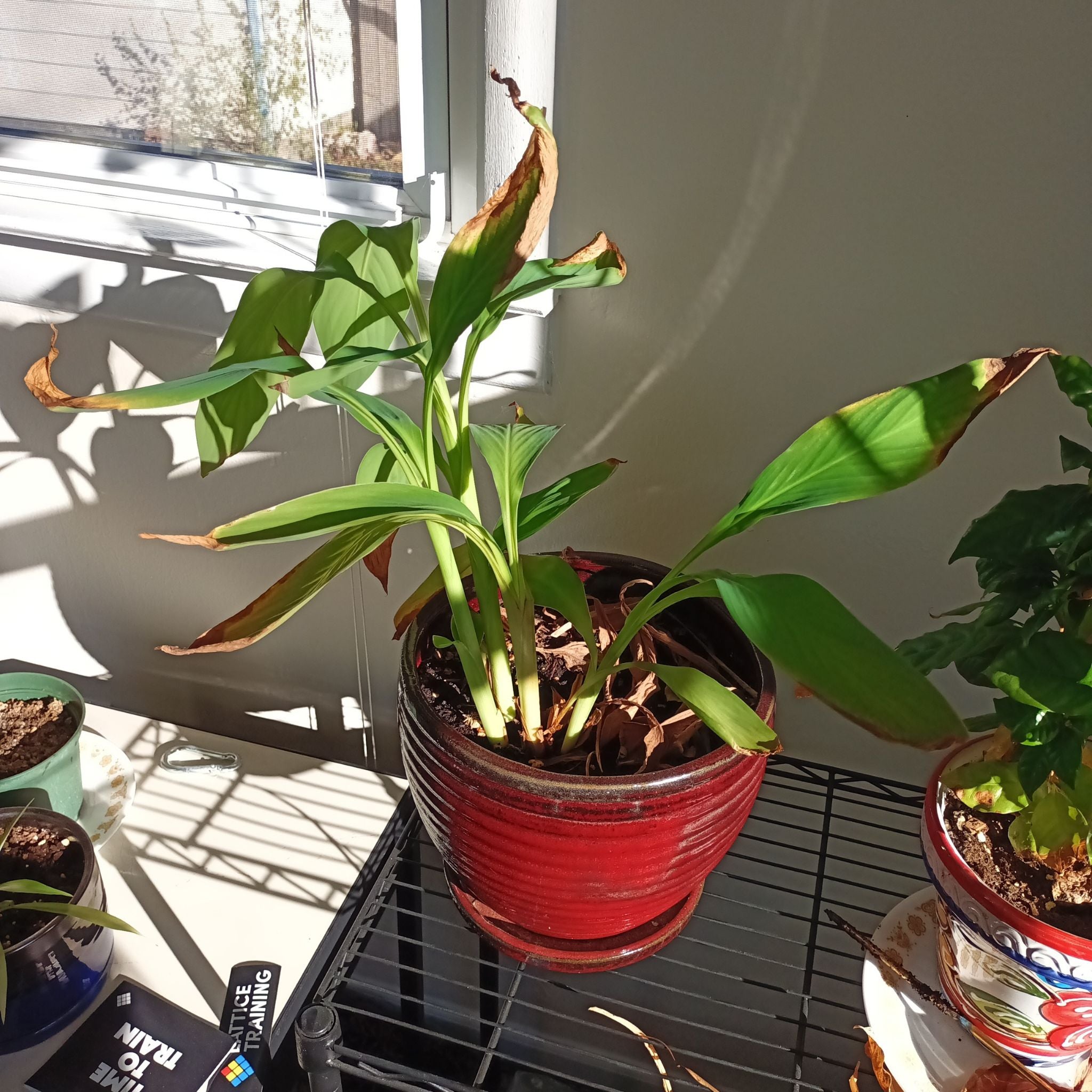 What Are The Bugs on My Canna Lily? 🐛