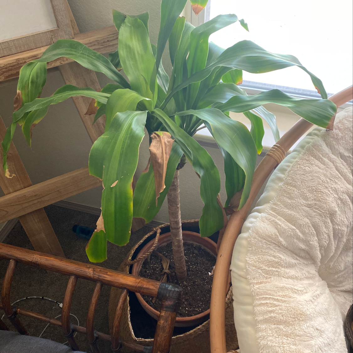🐉 When And Where Should I Trim My Dragon Tree?