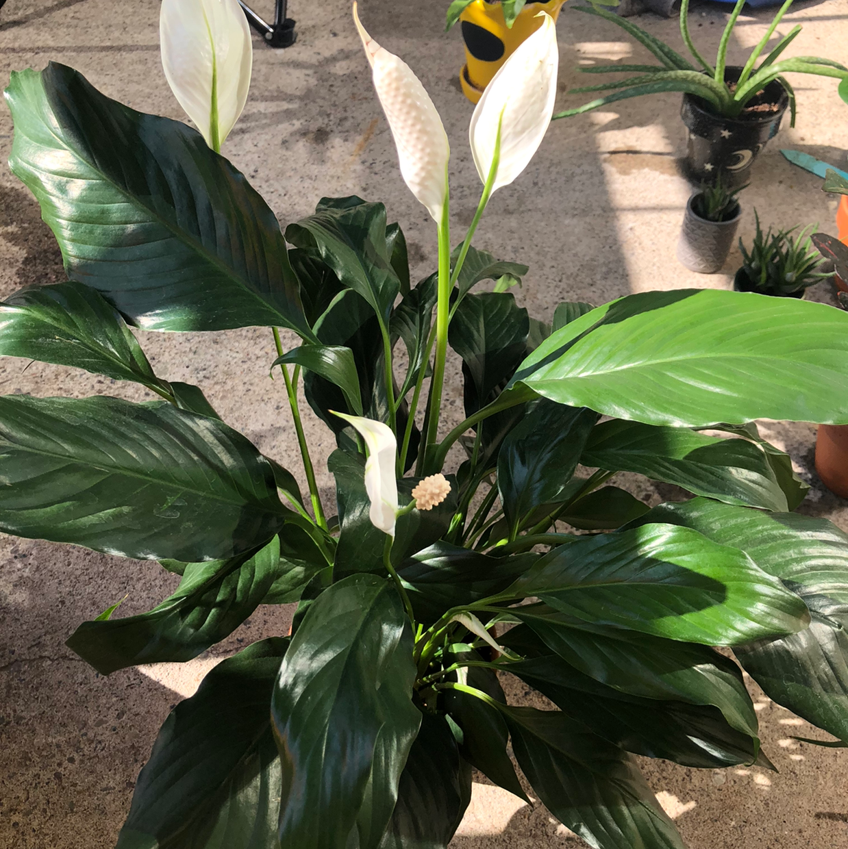 10 Advantages Of Having A Peace Lily