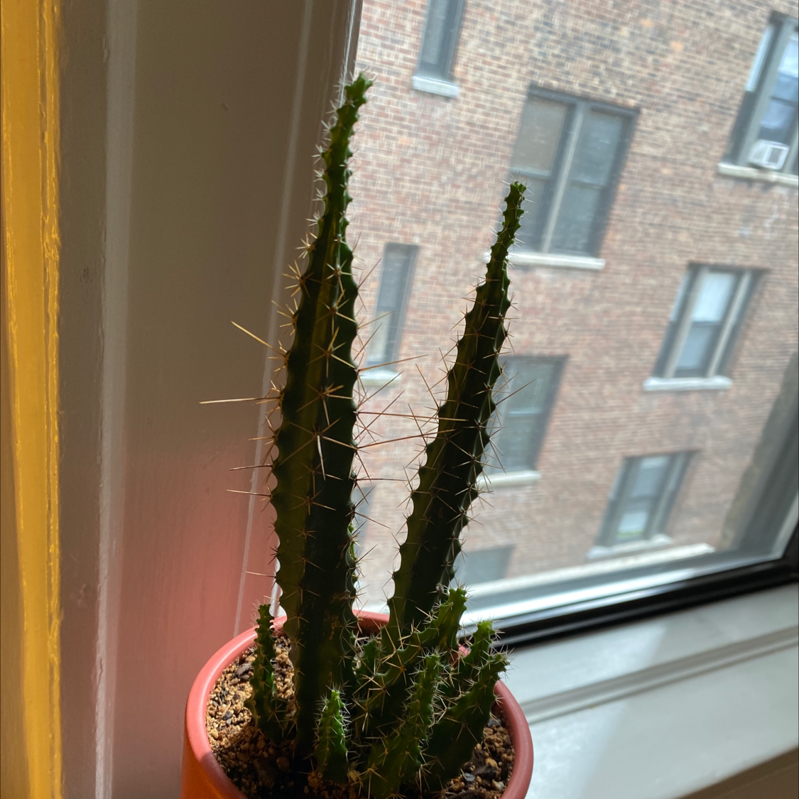 How to Prune Night-Blooming Cereus